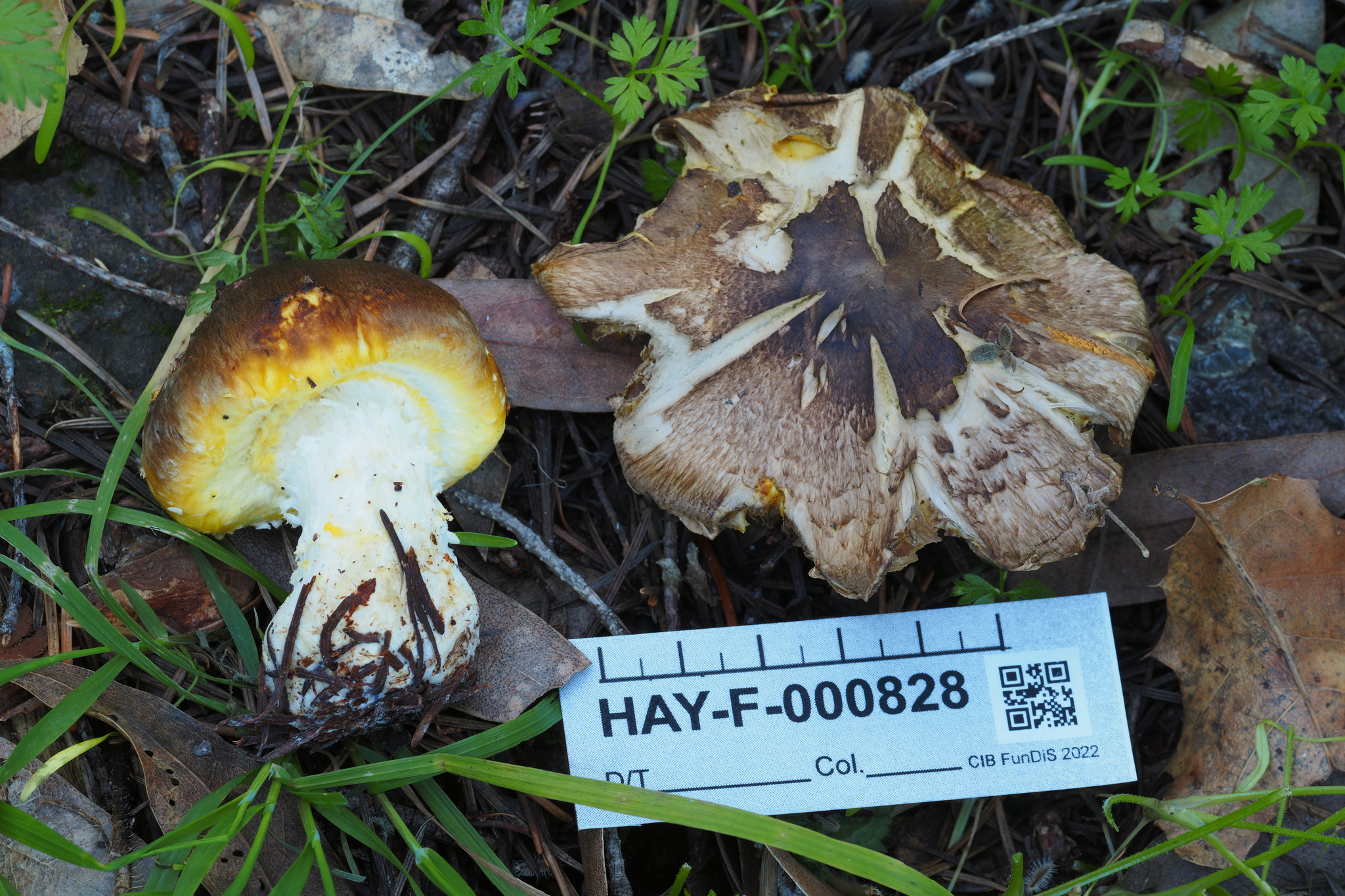 Floccularia albolanaripes (G.F.Atk.) Redhead