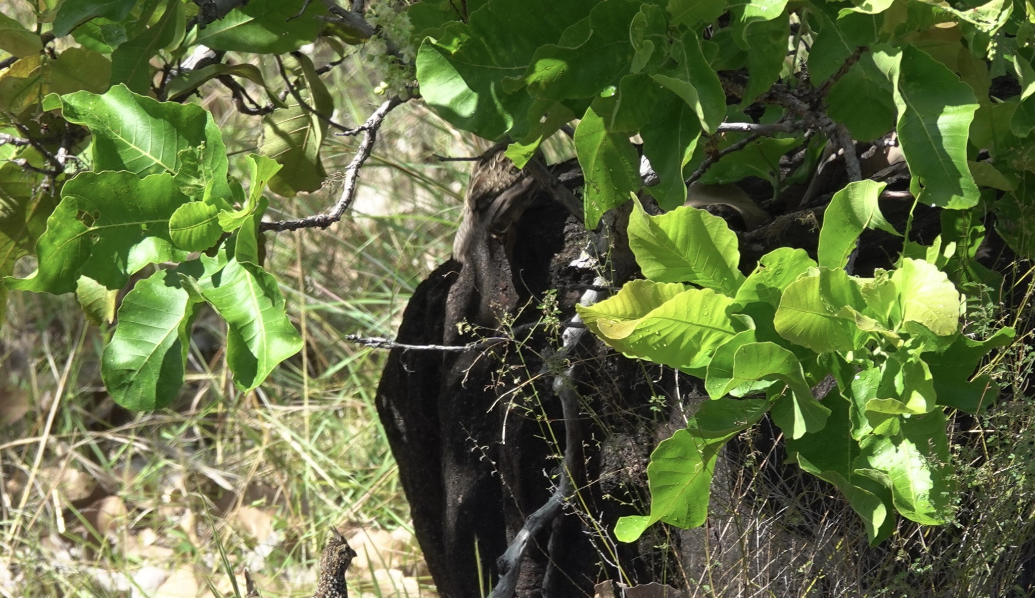 Curatella americana L.