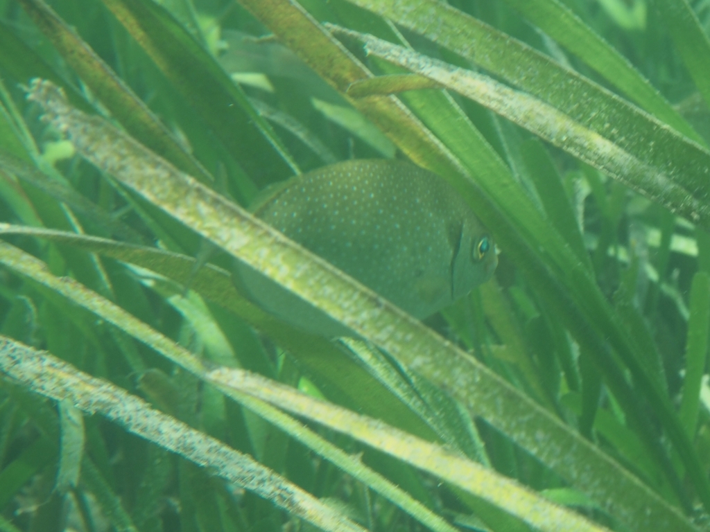Dusky Rabbitfish from Peleliu seagrass on February 17, 2023 at 11:07 AM ...