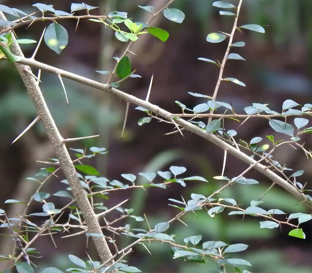 Cockspur Thorn from Urliup NSW 2484, Australia on February 21, 2023 at ...
