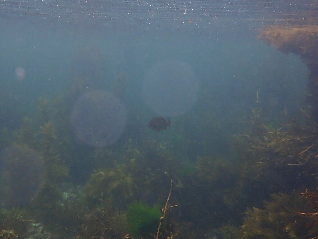 Silver Drummer from Snorkel Trail on February 21, 2023 at 03:35 PM by ...