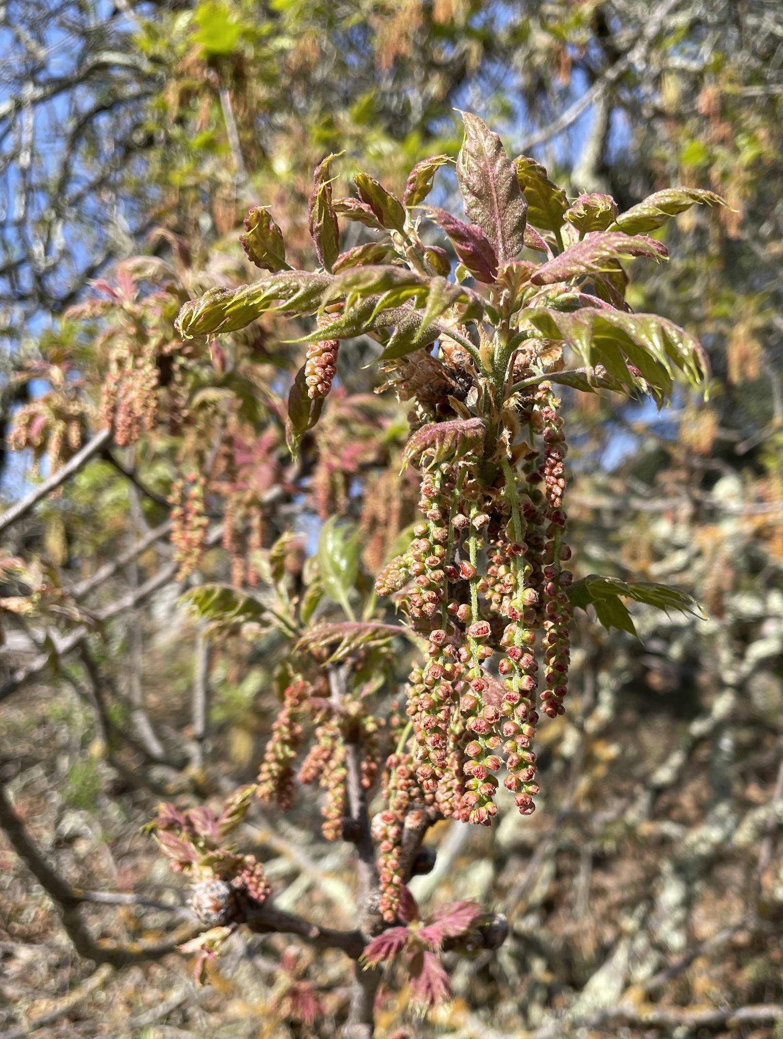 Quercus kelloggii Newb.