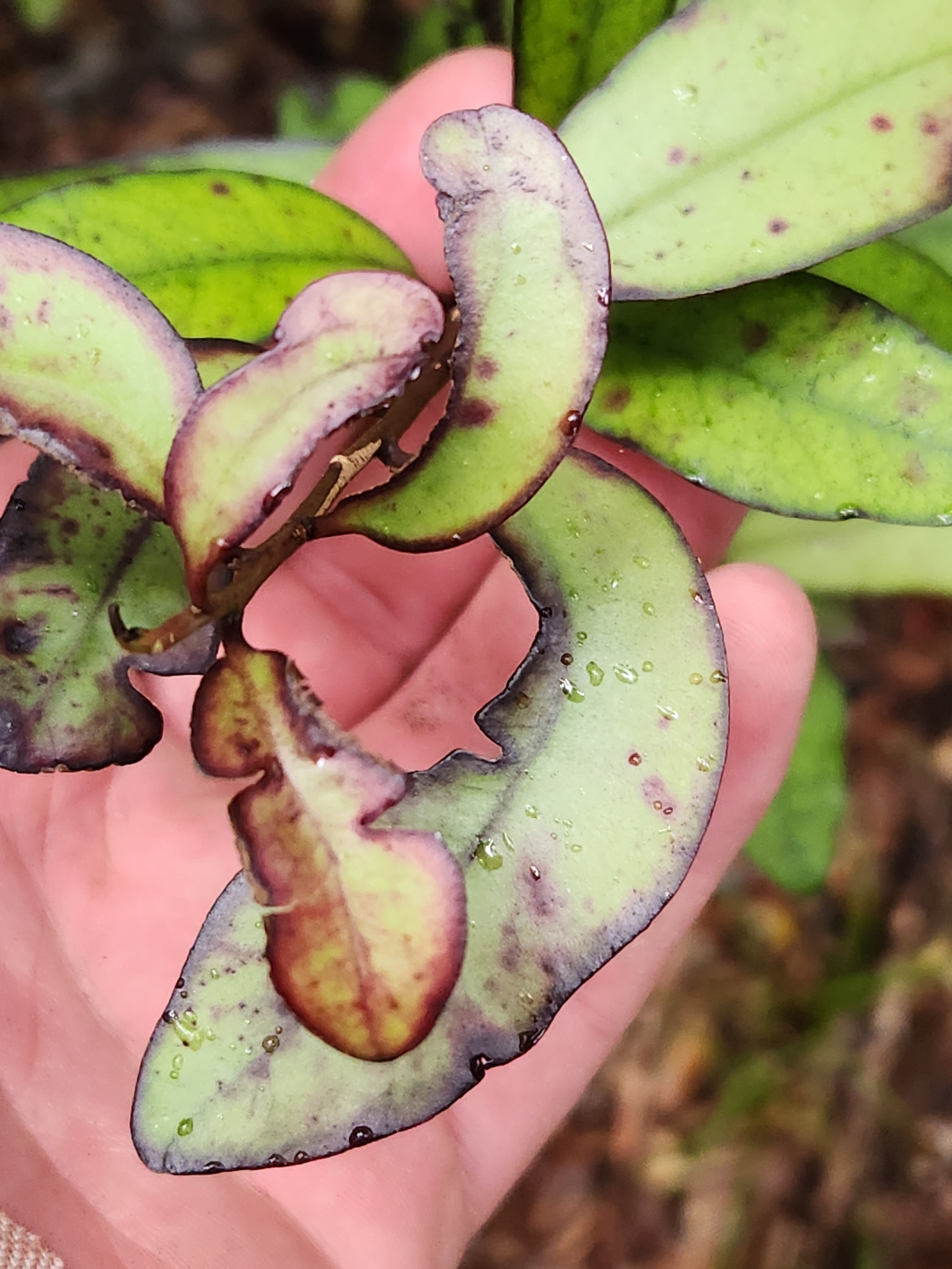Pseudowintera colorata (Raoul) Dandy