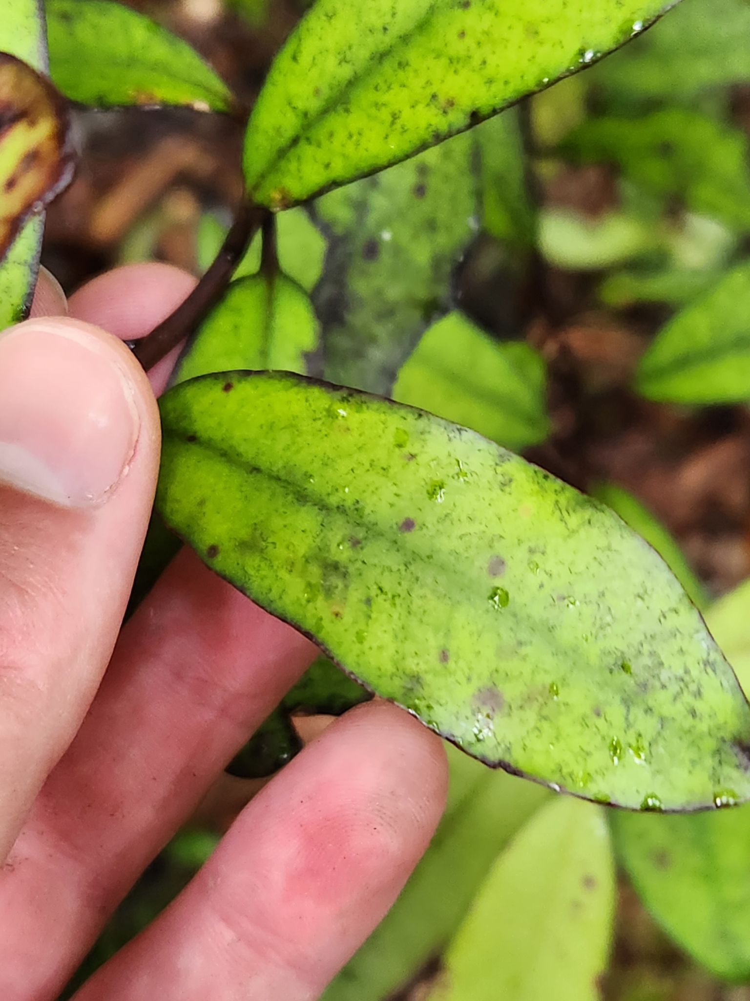 Pseudowintera colorata (Raoul) Dandy
