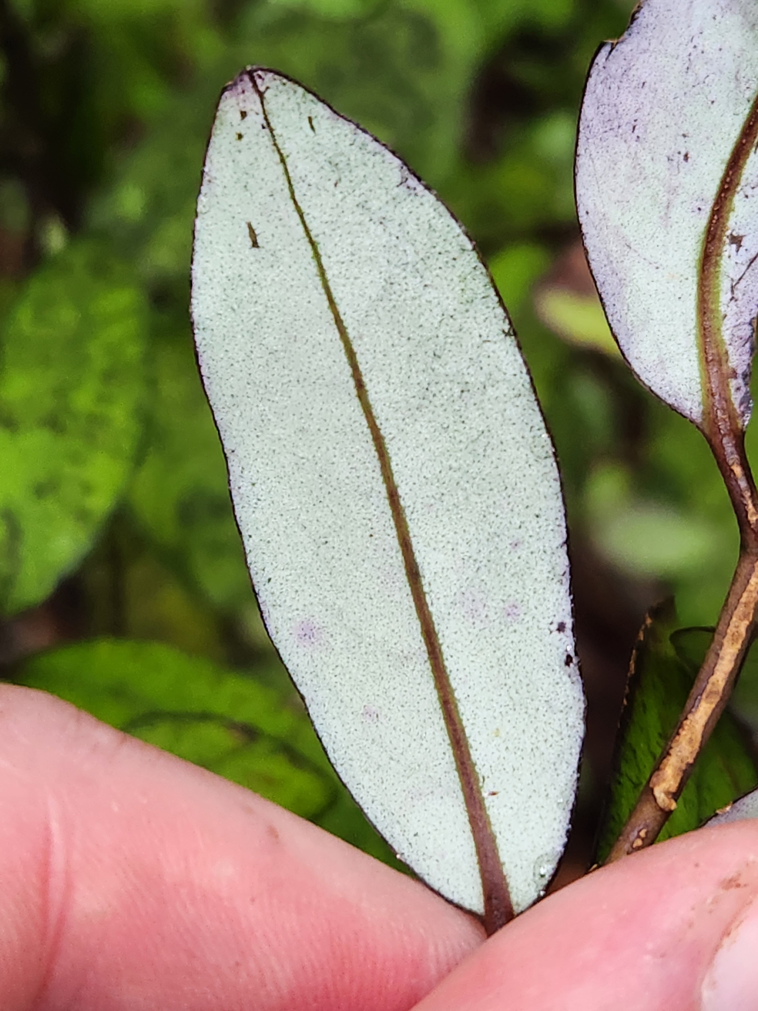 Pseudowintera colorata (Raoul) Dandy