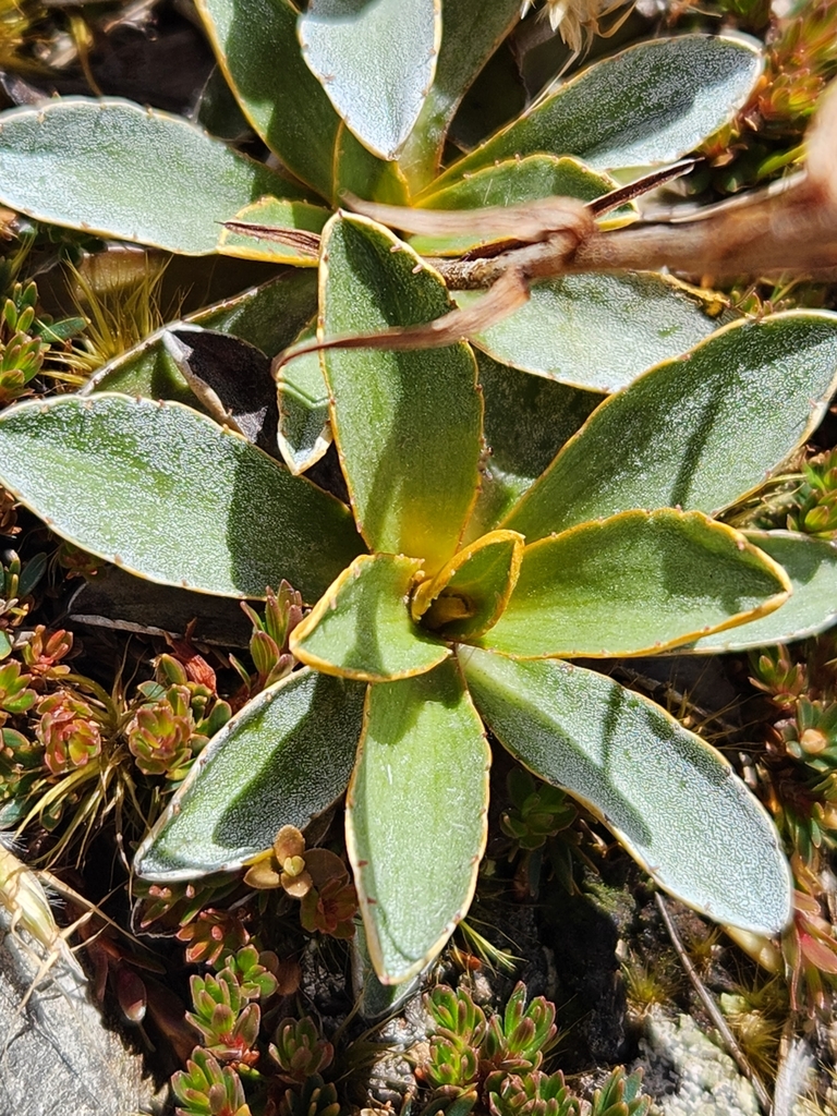 Celmisia hieraciifolia oblonga from Anakoha 7284, New Zealand on ...