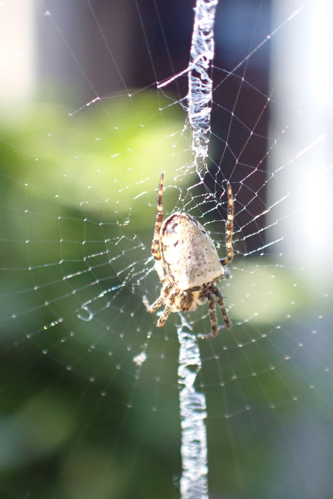 Eastern Bush Orbweaver from Adelaide SA, Australia on August 28, 2022 ...