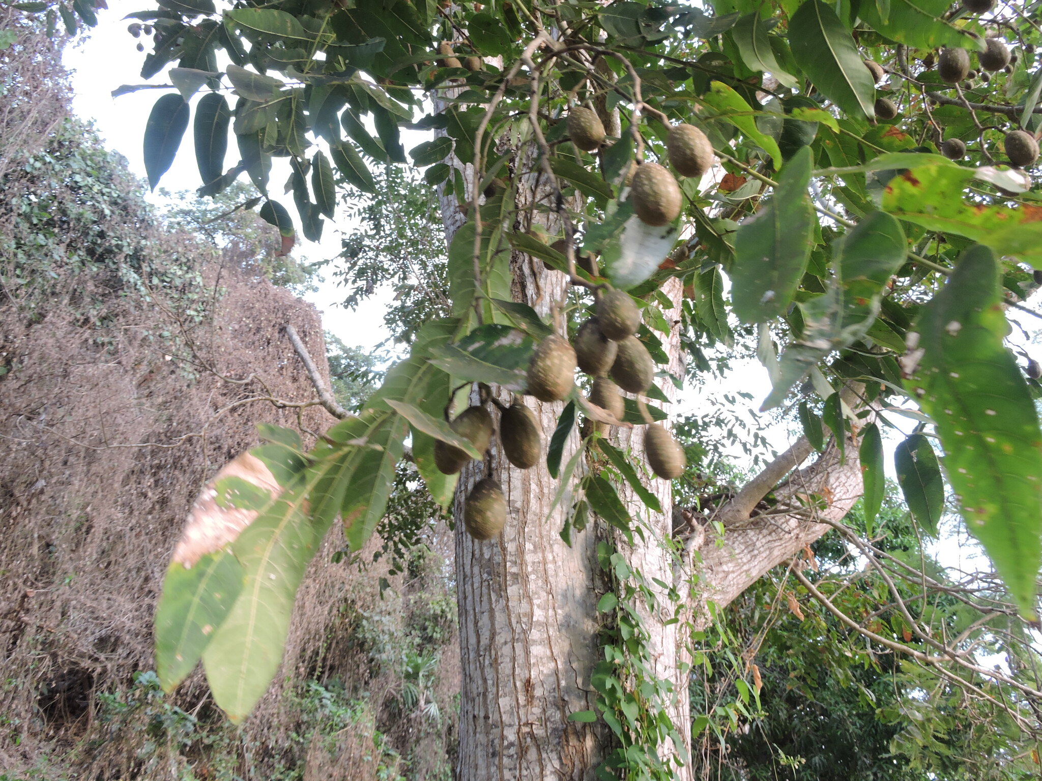 Cedrela odorata L.