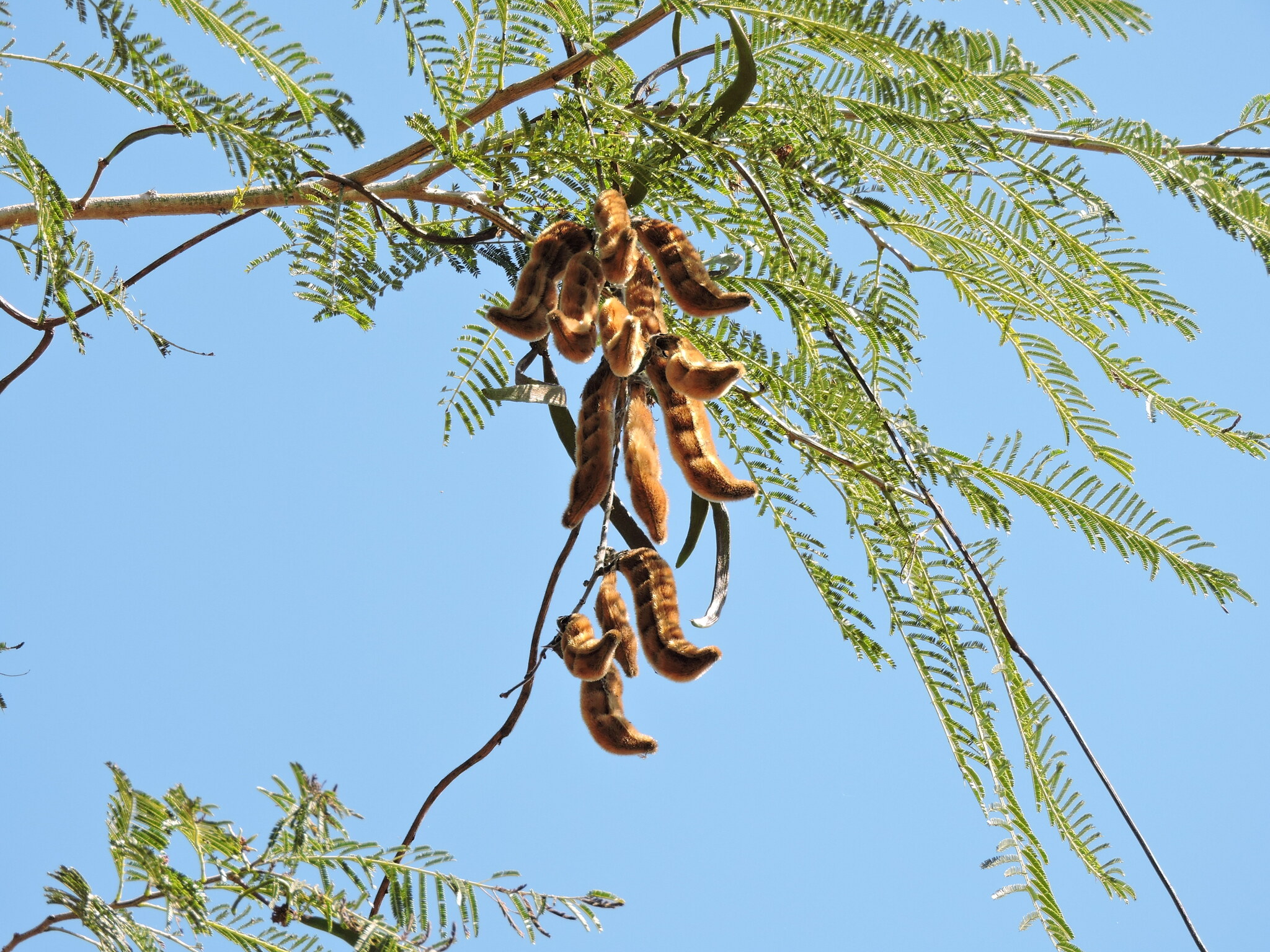 Mucuna pruriens (L.) DC.