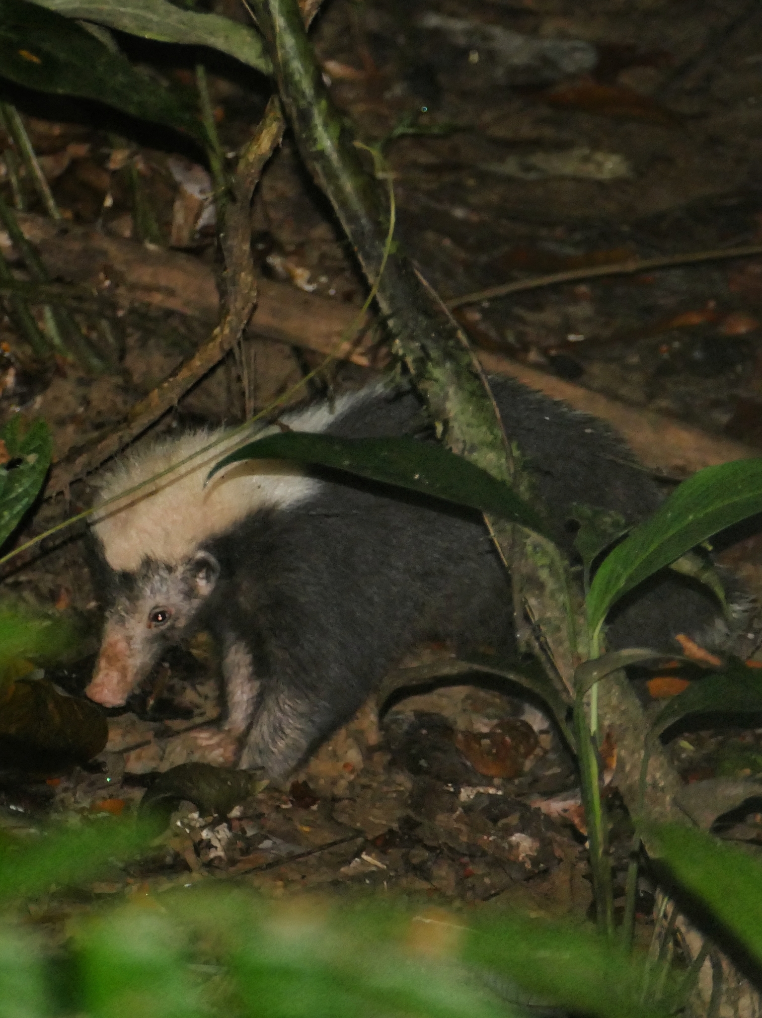 Mydaus javanensis (Desmarest, 1820)