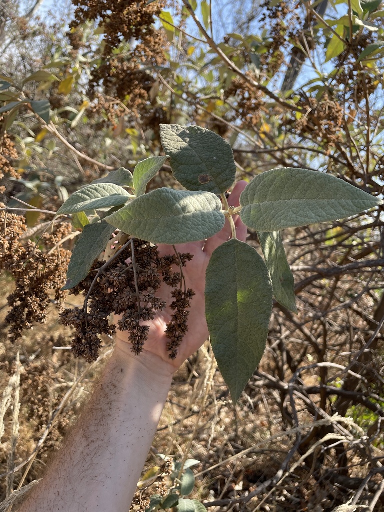 tepozan from Chapultepec Park, Miguel Hidalgo, CDMX, MX on February 20 ...