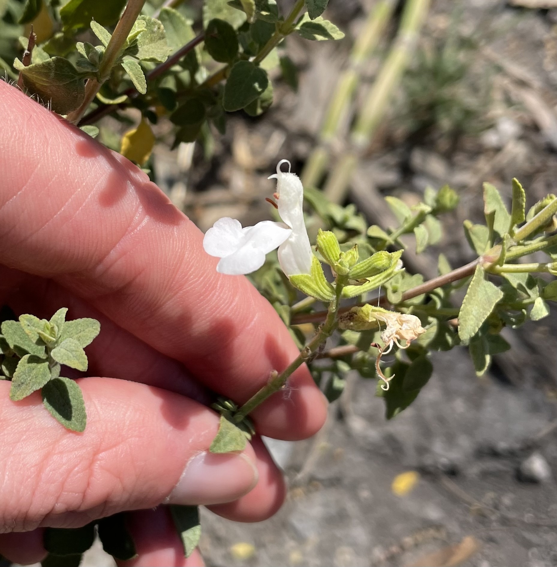 Salvia microphylla Kunth