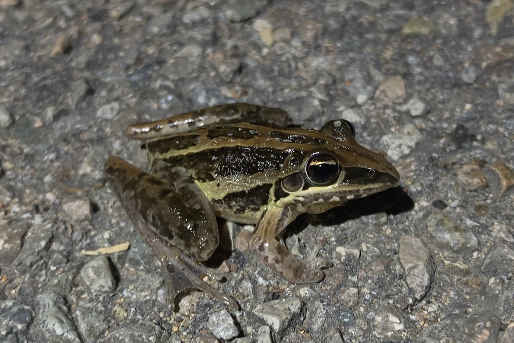 Australian Rocket Frog from JCU Townsville, Douglas, QLD, AU on ...