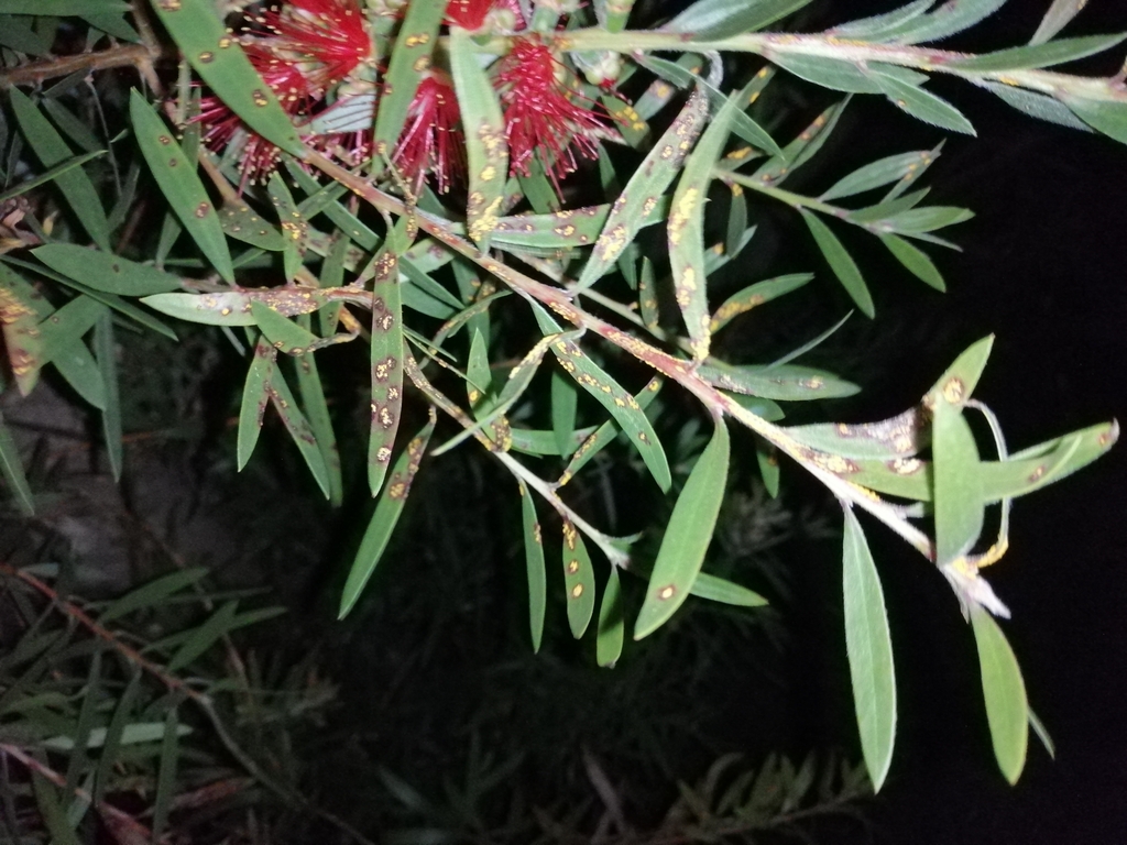 Myrtle Rust in February 2023 by Andy McKay. On Melaleuca citrina ...