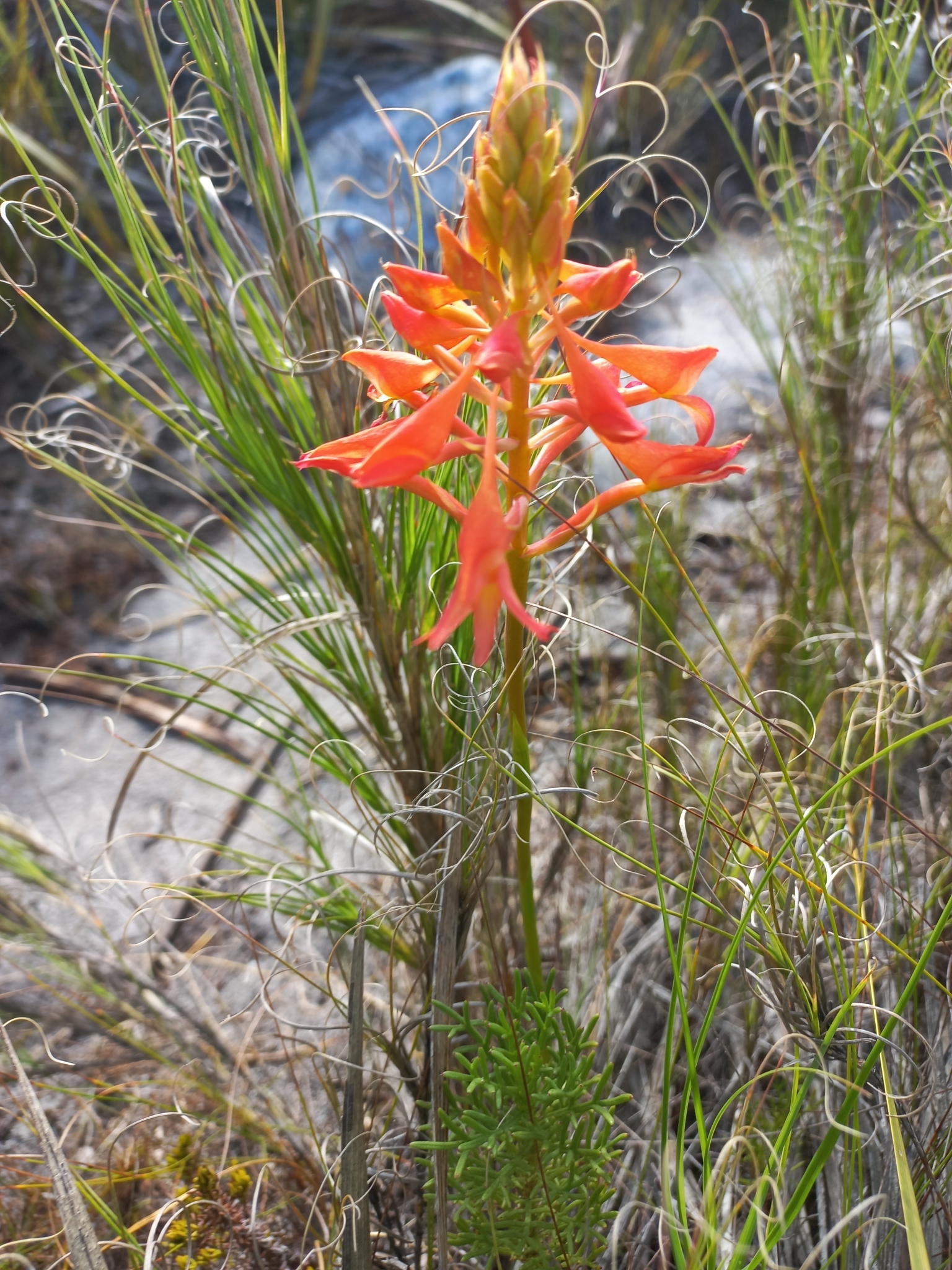Disa ferruginea Sw.