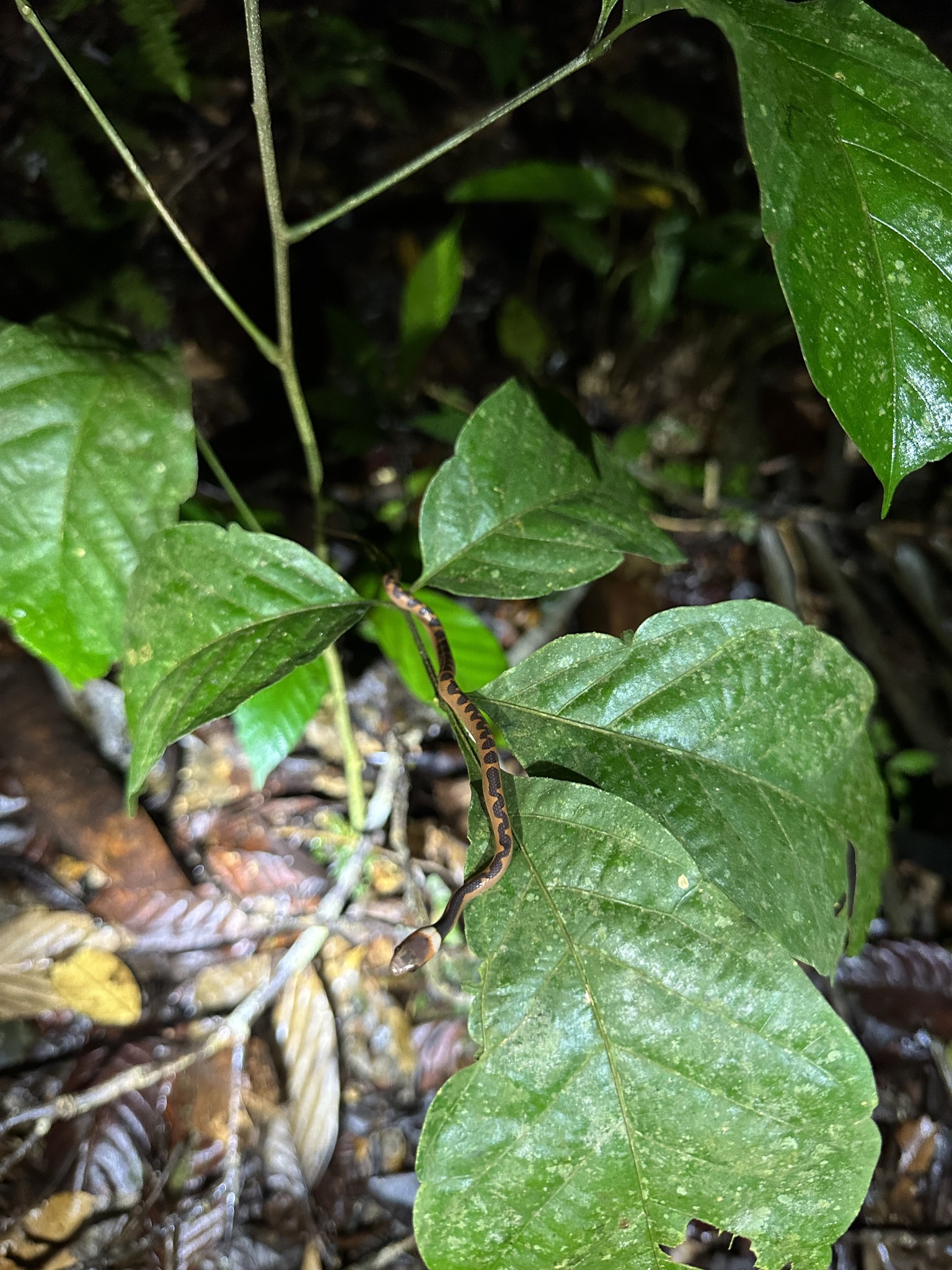 Leptodeira annulata (Linnaeus, 1758)