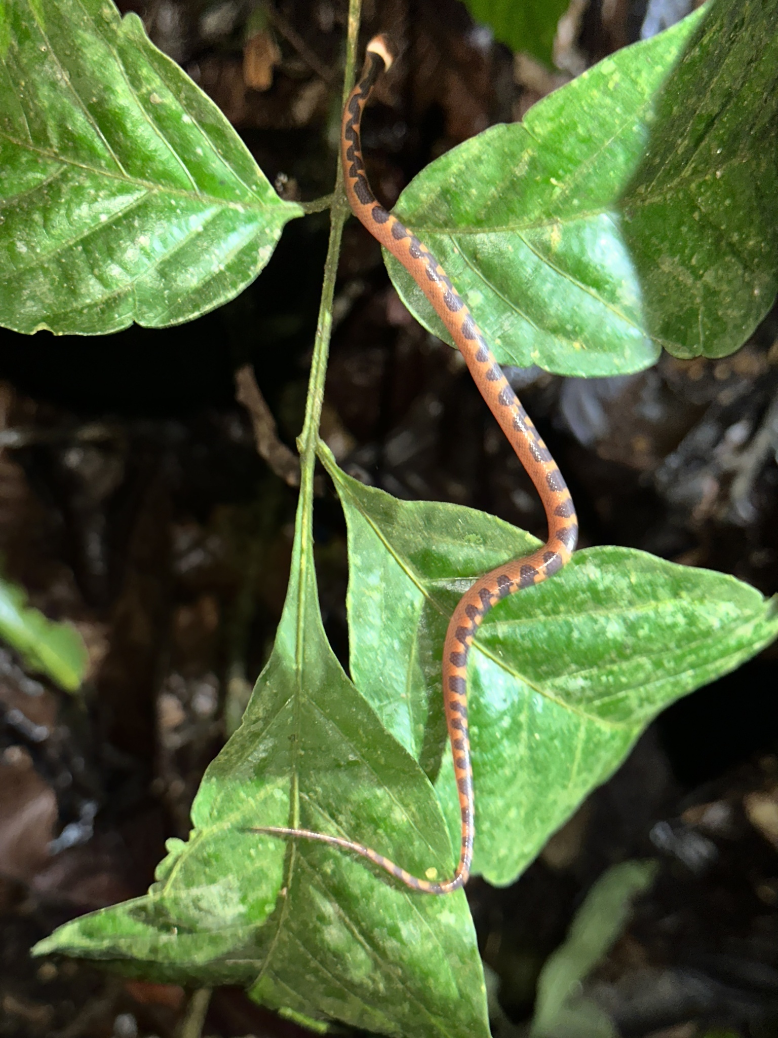 Leptodeira annulata (Linnaeus, 1758)
