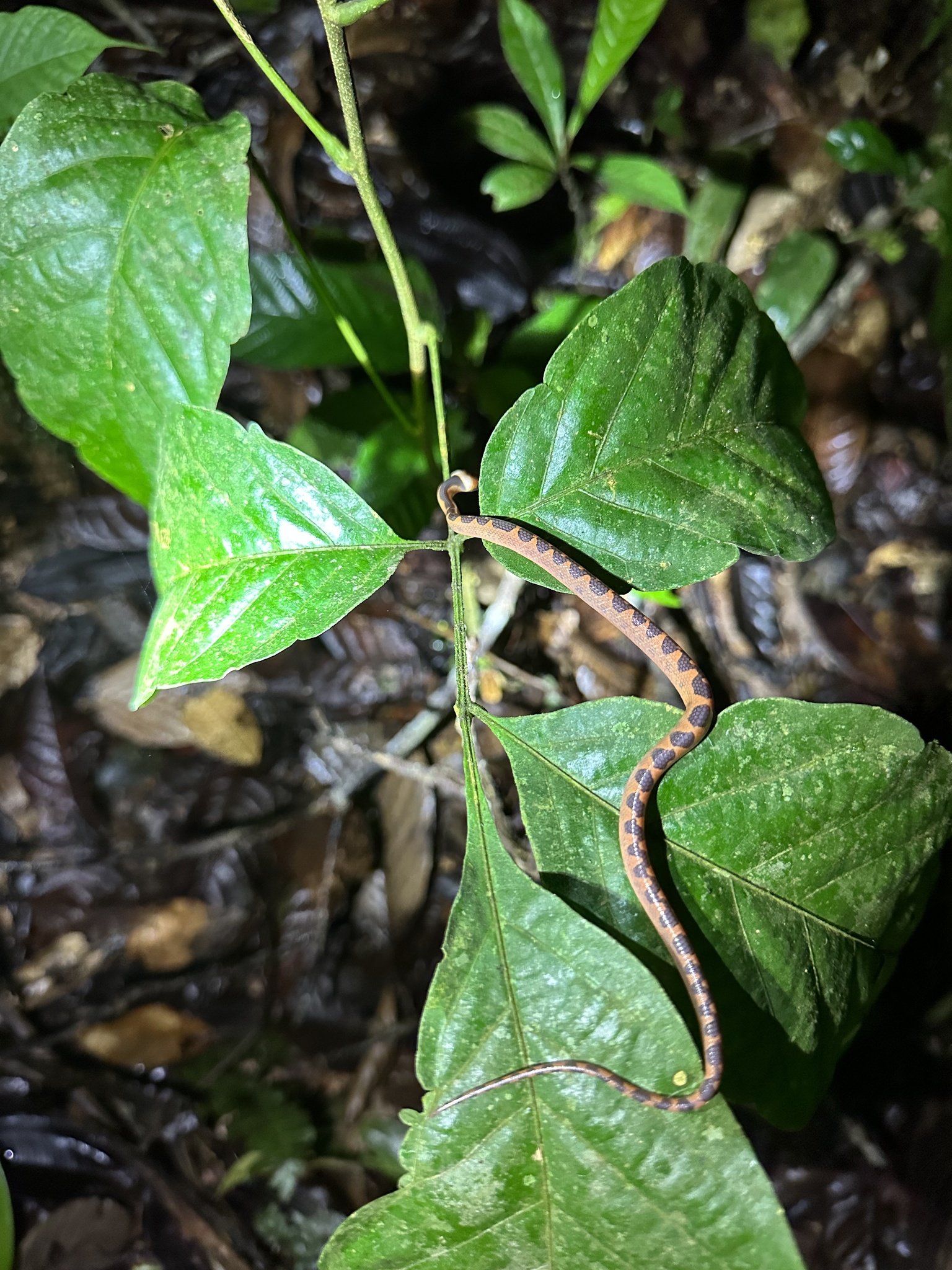 Leptodeira annulata (Linnaeus, 1758)