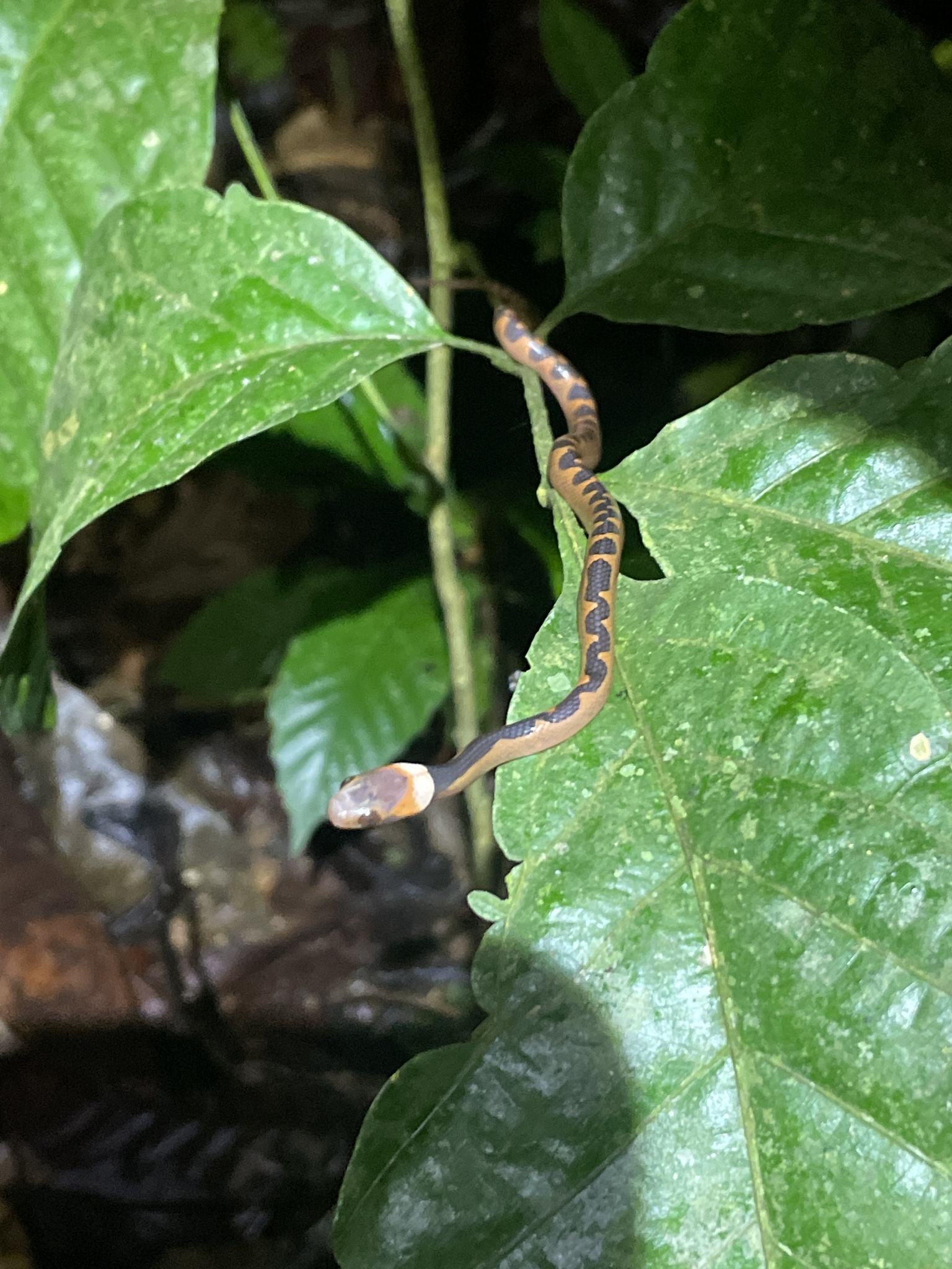 Leptodeira annulata (Linnaeus, 1758)