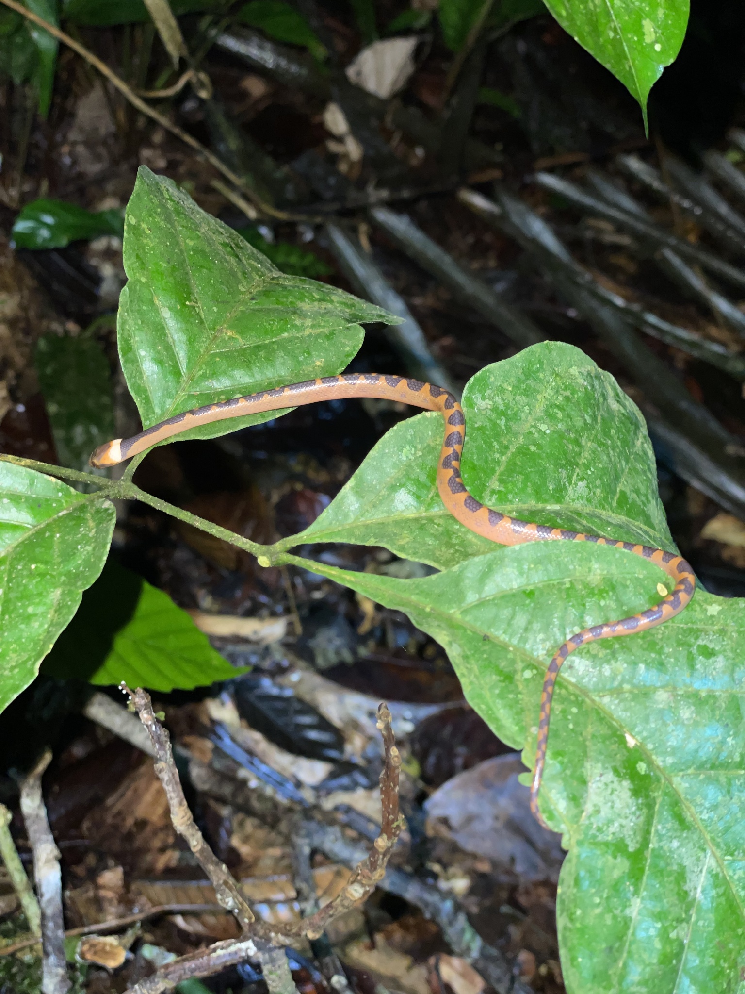 Leptodeira annulata (Linnaeus, 1758)