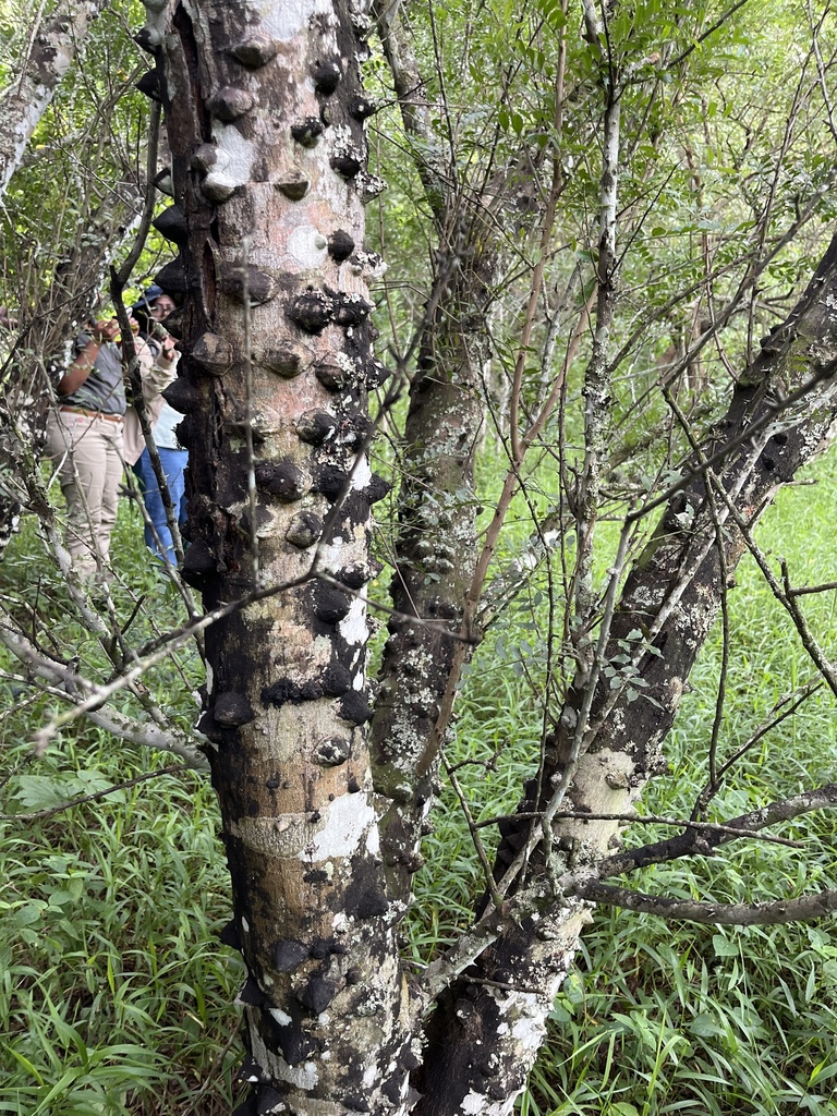 prickly-ashes from Uthungulu, ZA-NL, ZA on February 21, 2023 at 11:18 ...