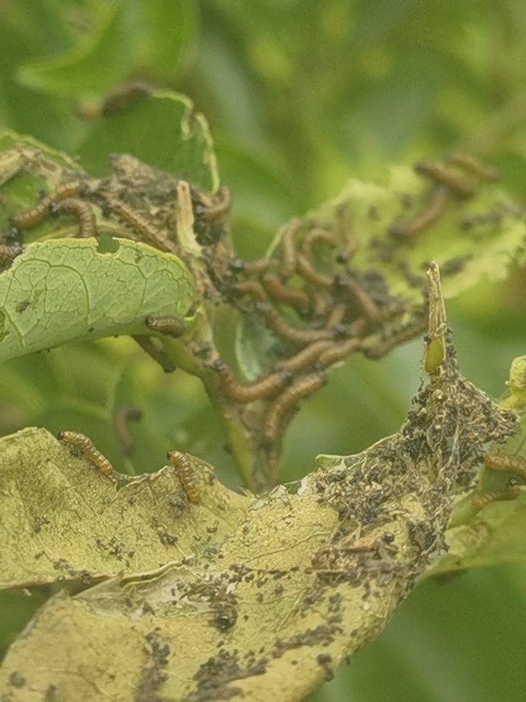 Butterflies and Moths from Uthungulu, ZA-NL, ZA on February 21, 2023 at ...