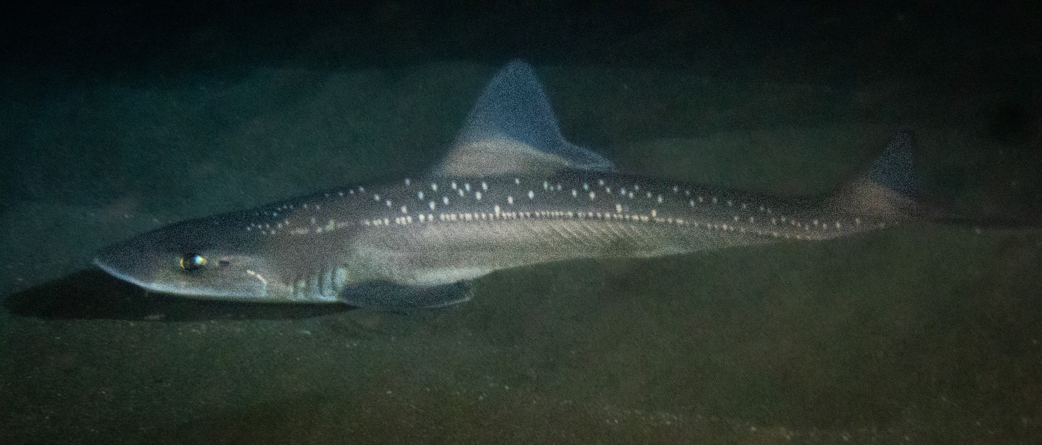 Mustelus lenticulatus Phillipps, 1932