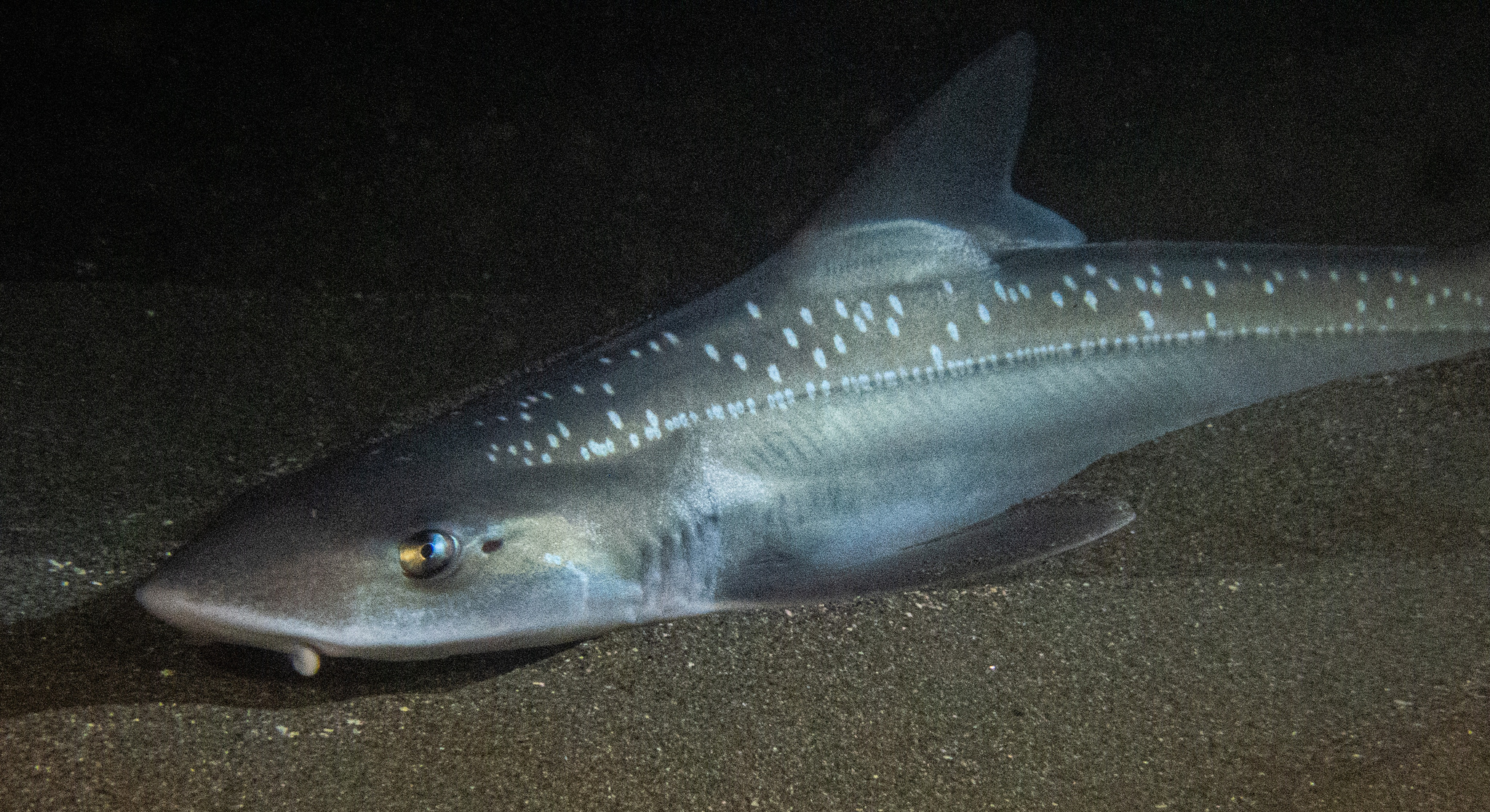 Mustelus lenticulatus Phillipps, 1932