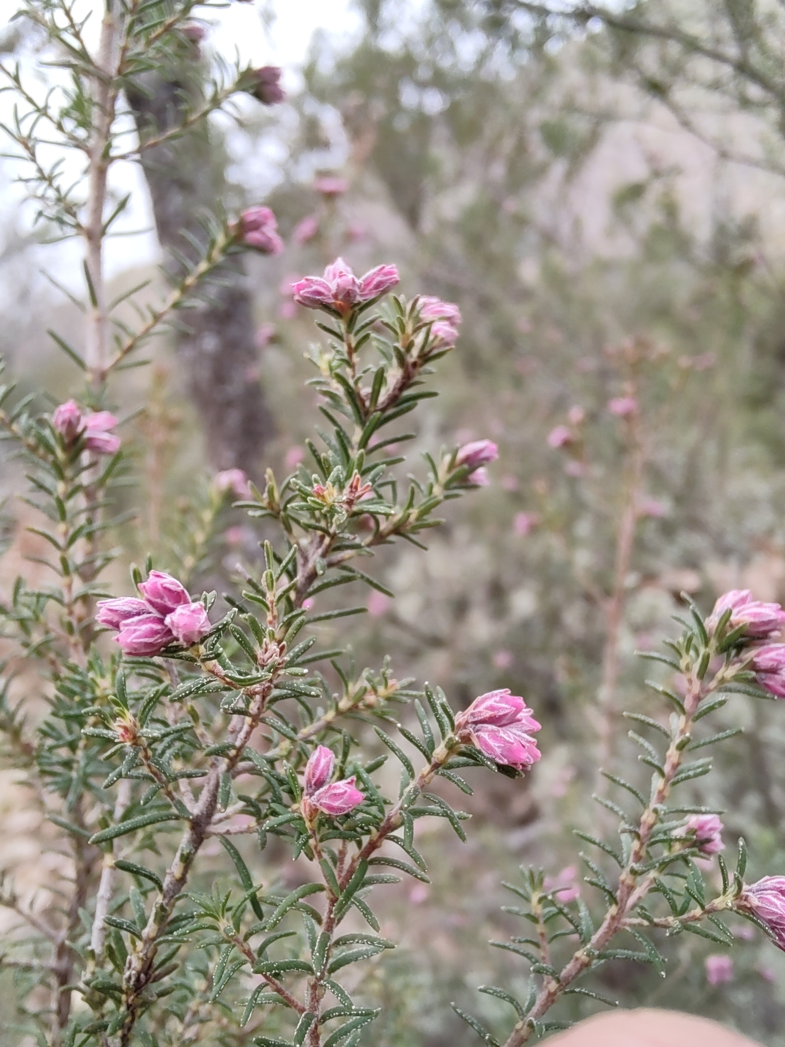 Erica australis L.