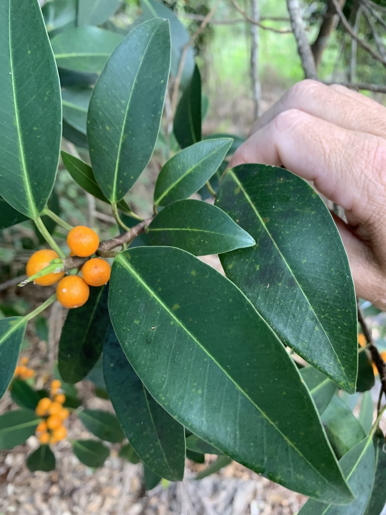 Small-leaved fig (Logan RE 12.11.1 Flora) · iNaturalist