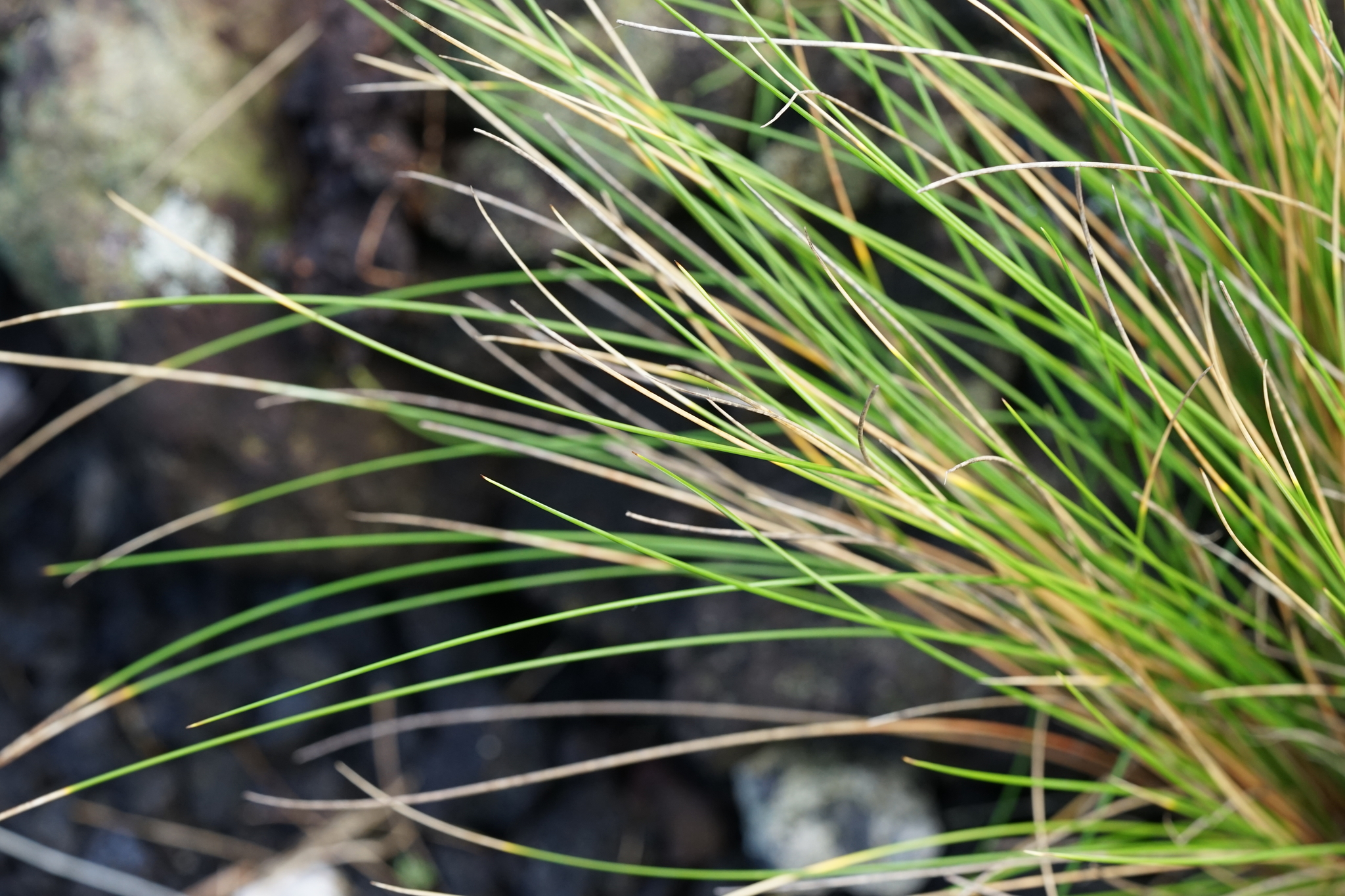 Festuca petraea Guthnick ex Seub.