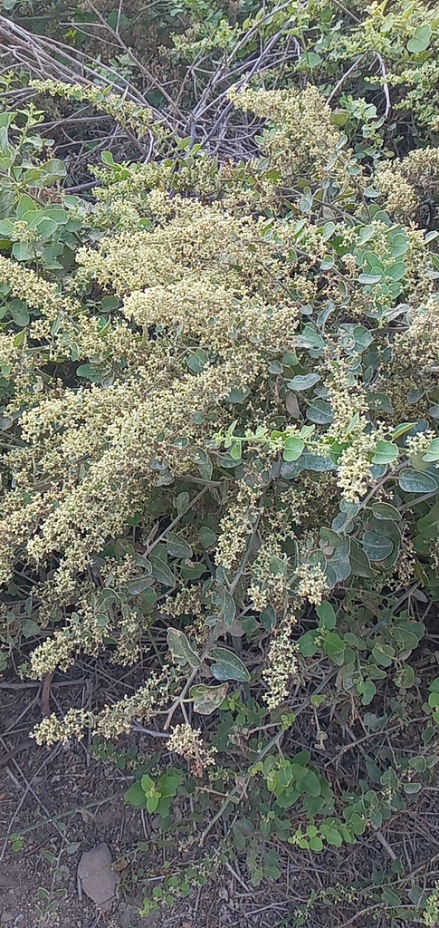 salt bush (Cryptocarpus pyriformis) - Botanical Realm