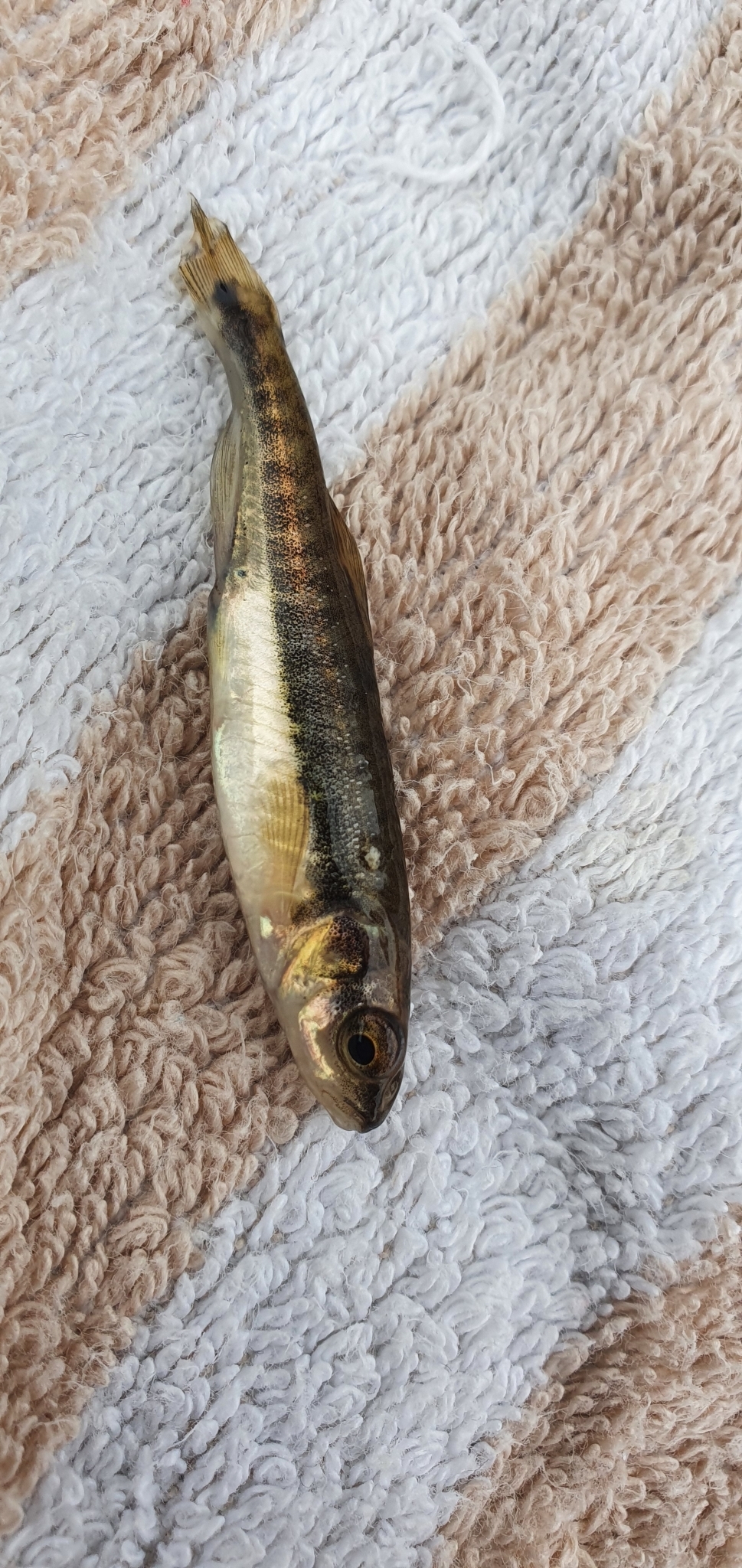 Phoxinus phoxinus (Linnaeus, 1758)