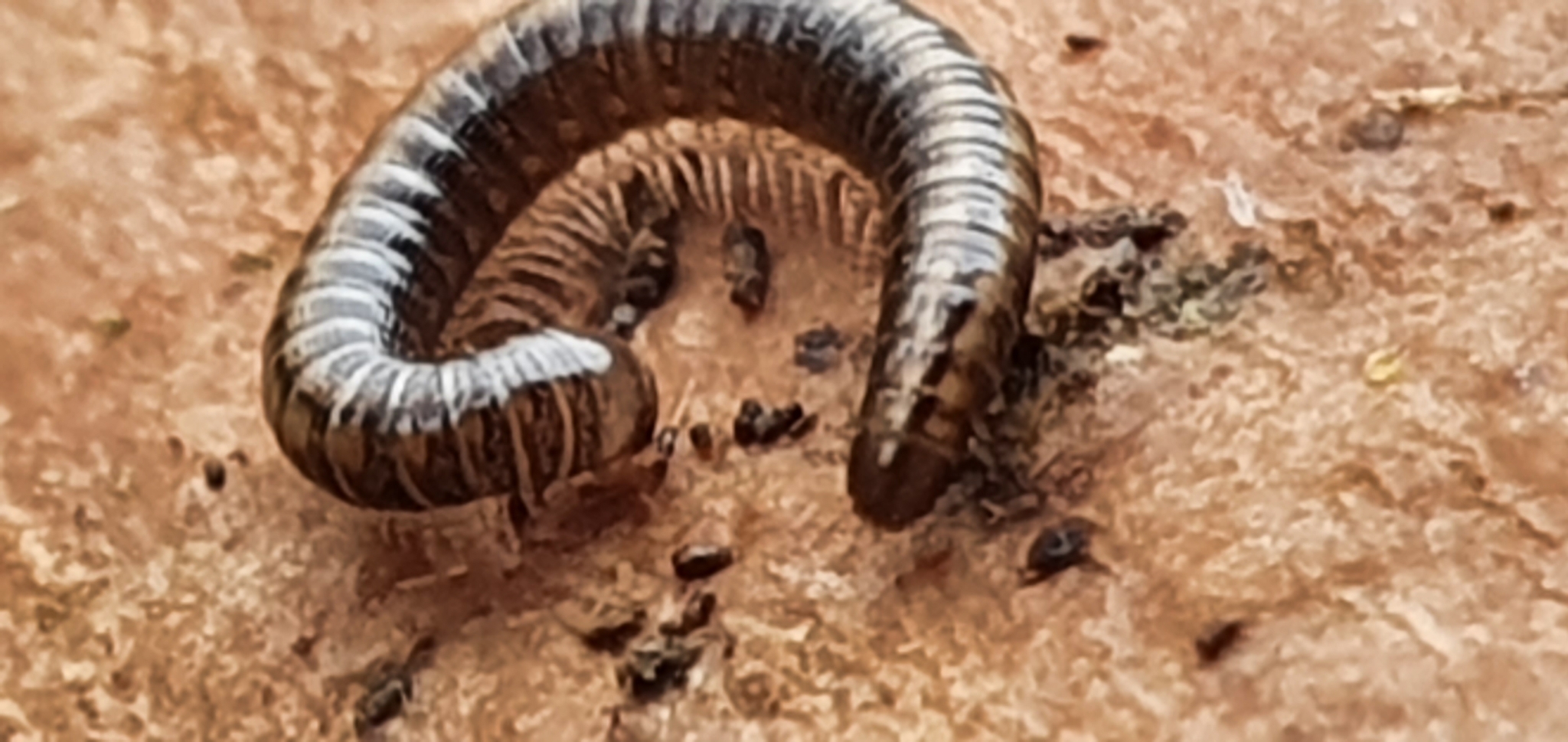 Brachyiulus pusillus (Leach, 1814)