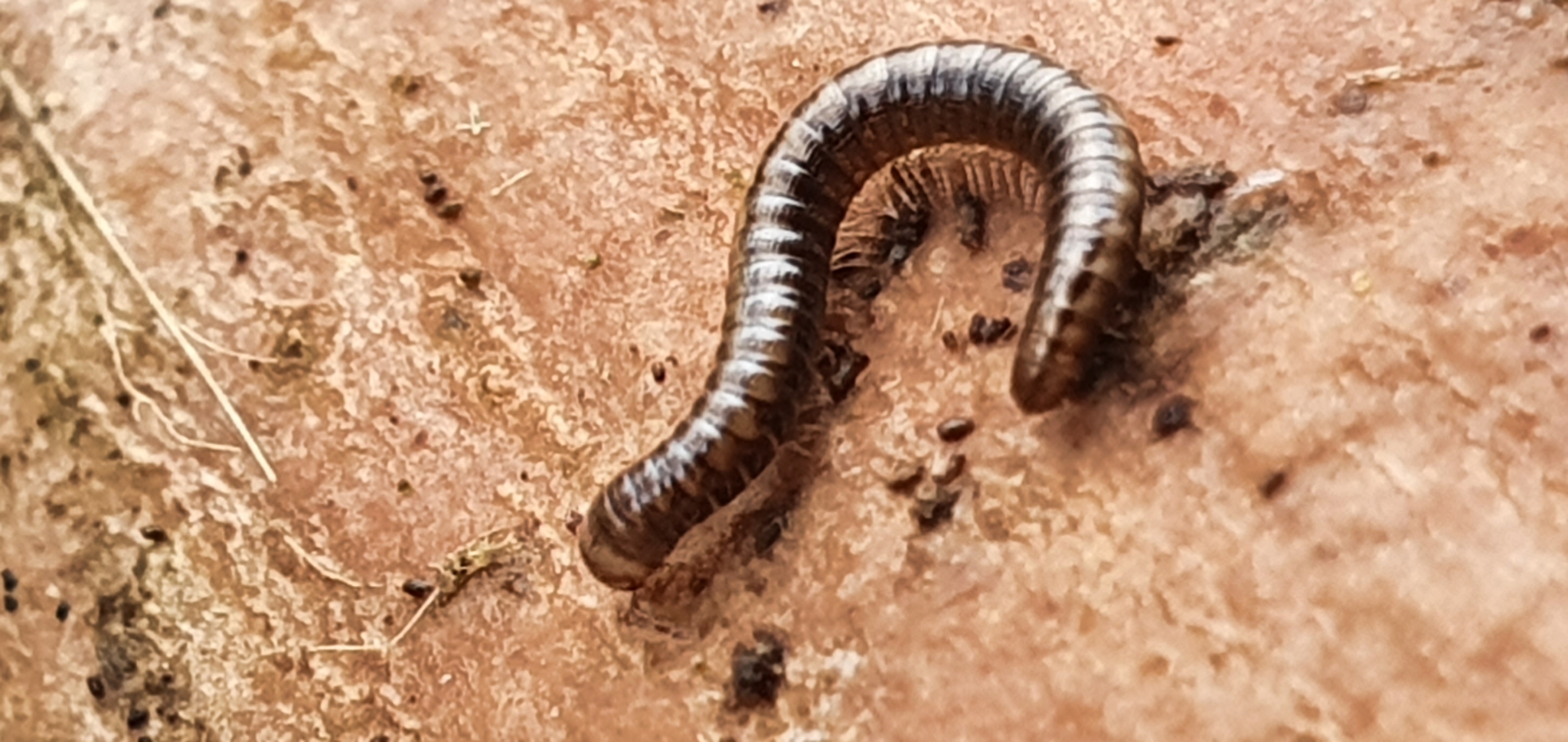 Brachyiulus pusillus (Leach, 1814)