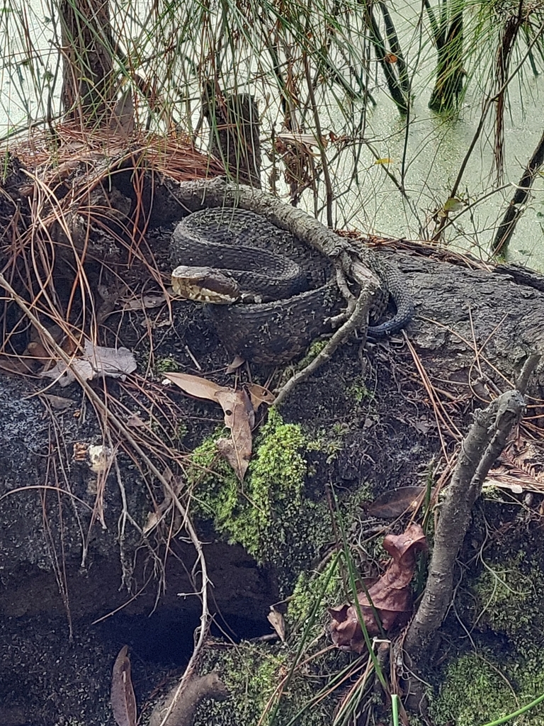 Gimkit - live learning game show