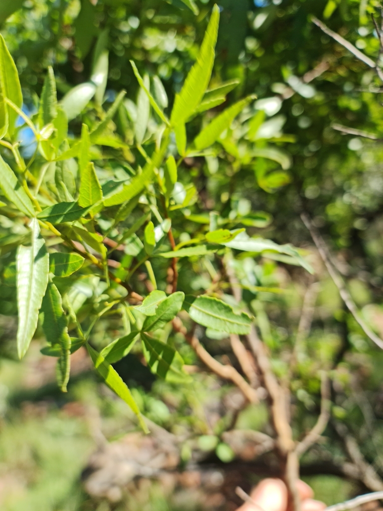 Mountain Karree from Merafong City Local Municipality, South Africa on ...