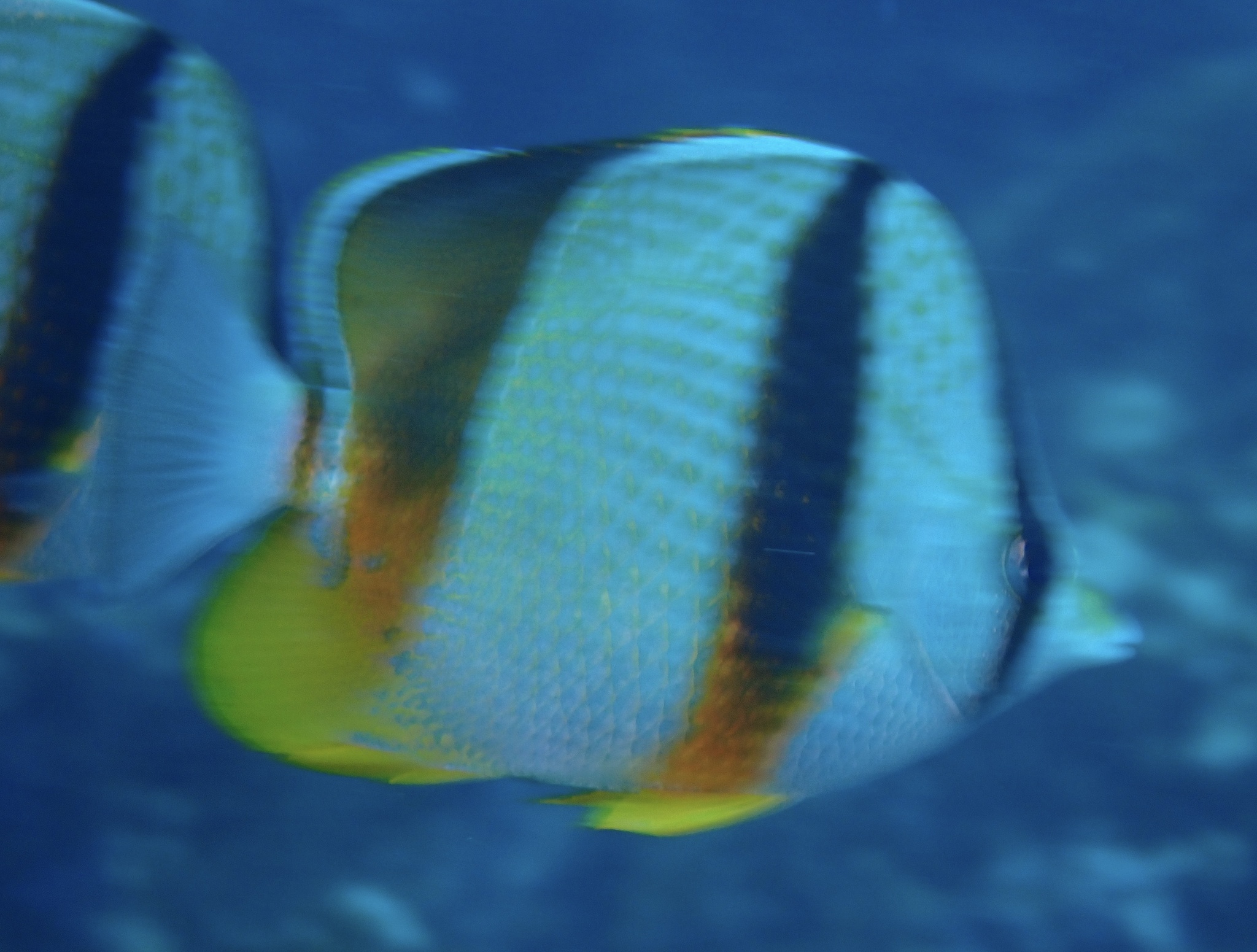 Chaetodon robustus Günther, 1860