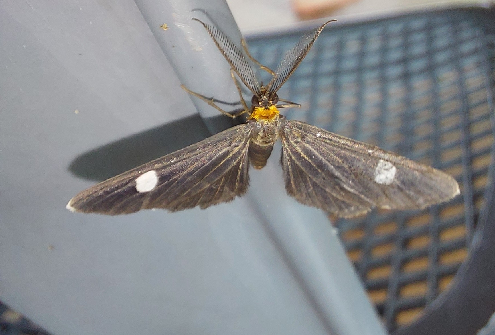 Melanchroia aterea (Stoll, 1781)