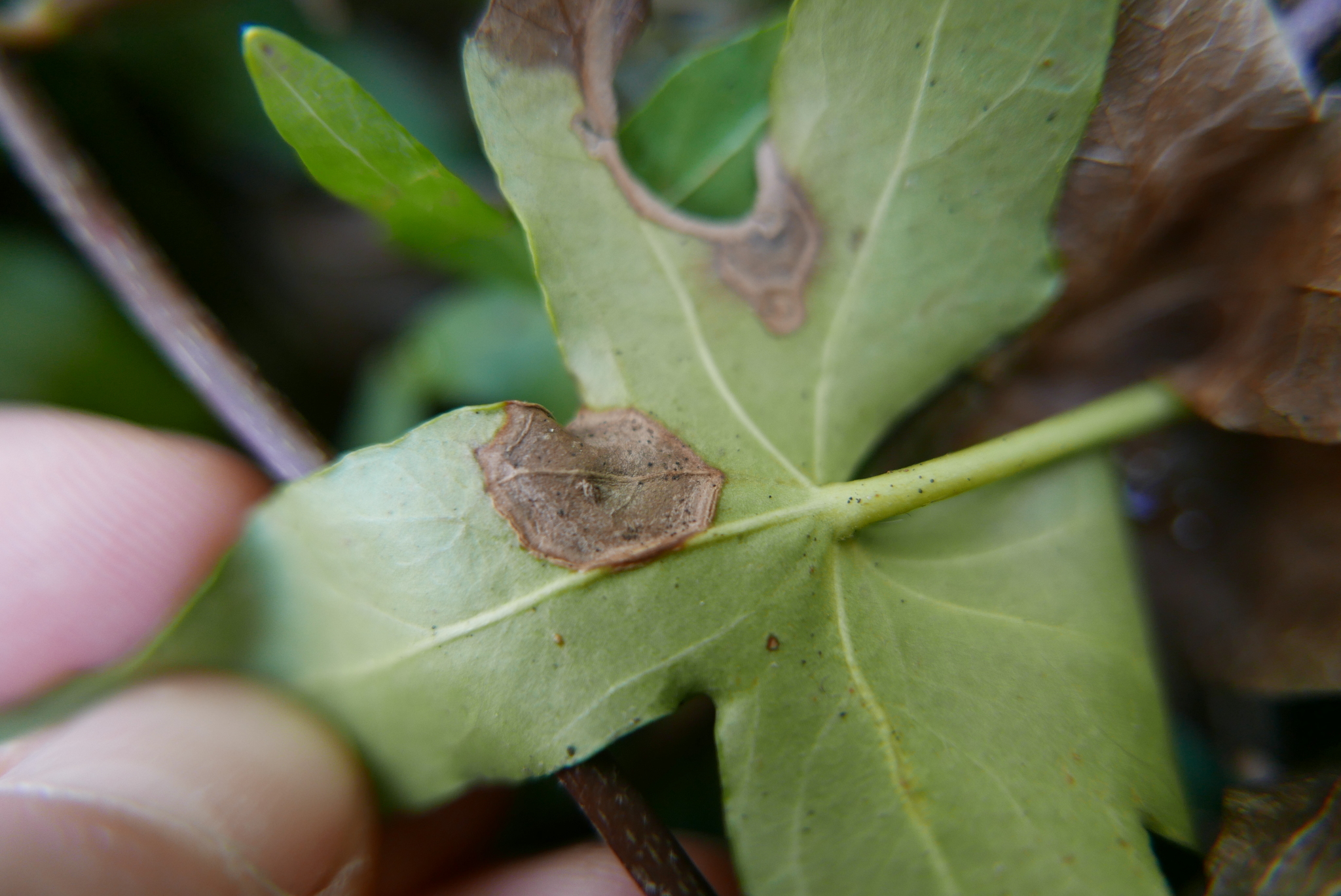 Didymellaceae