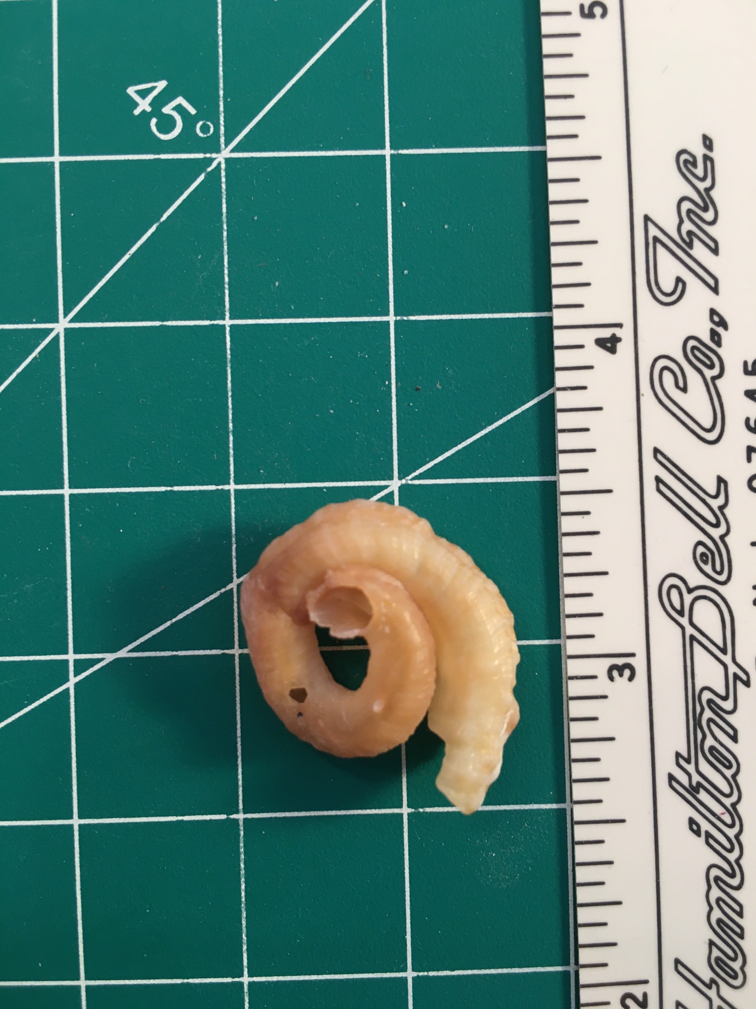 Vermicularia knorrii (Deshayes, 1843)