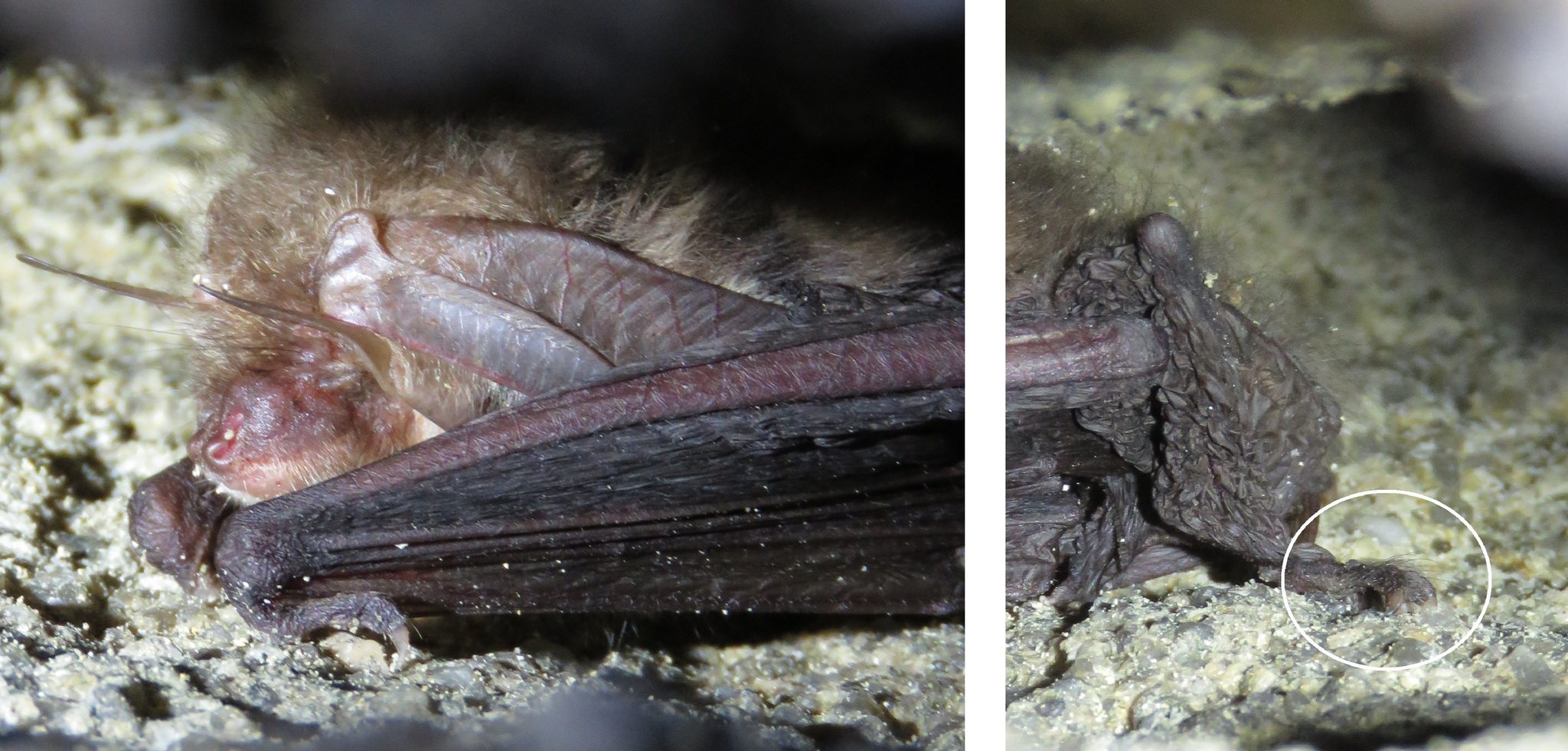Plecotus auritus (Linnaeus, 1758)