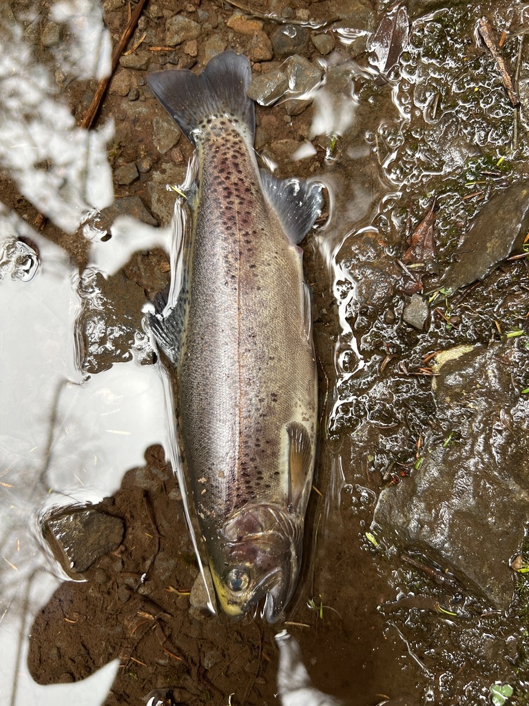 Rainbow Trout from Madeira Natural Park, Porto Moniz, Madeira, PT on ...