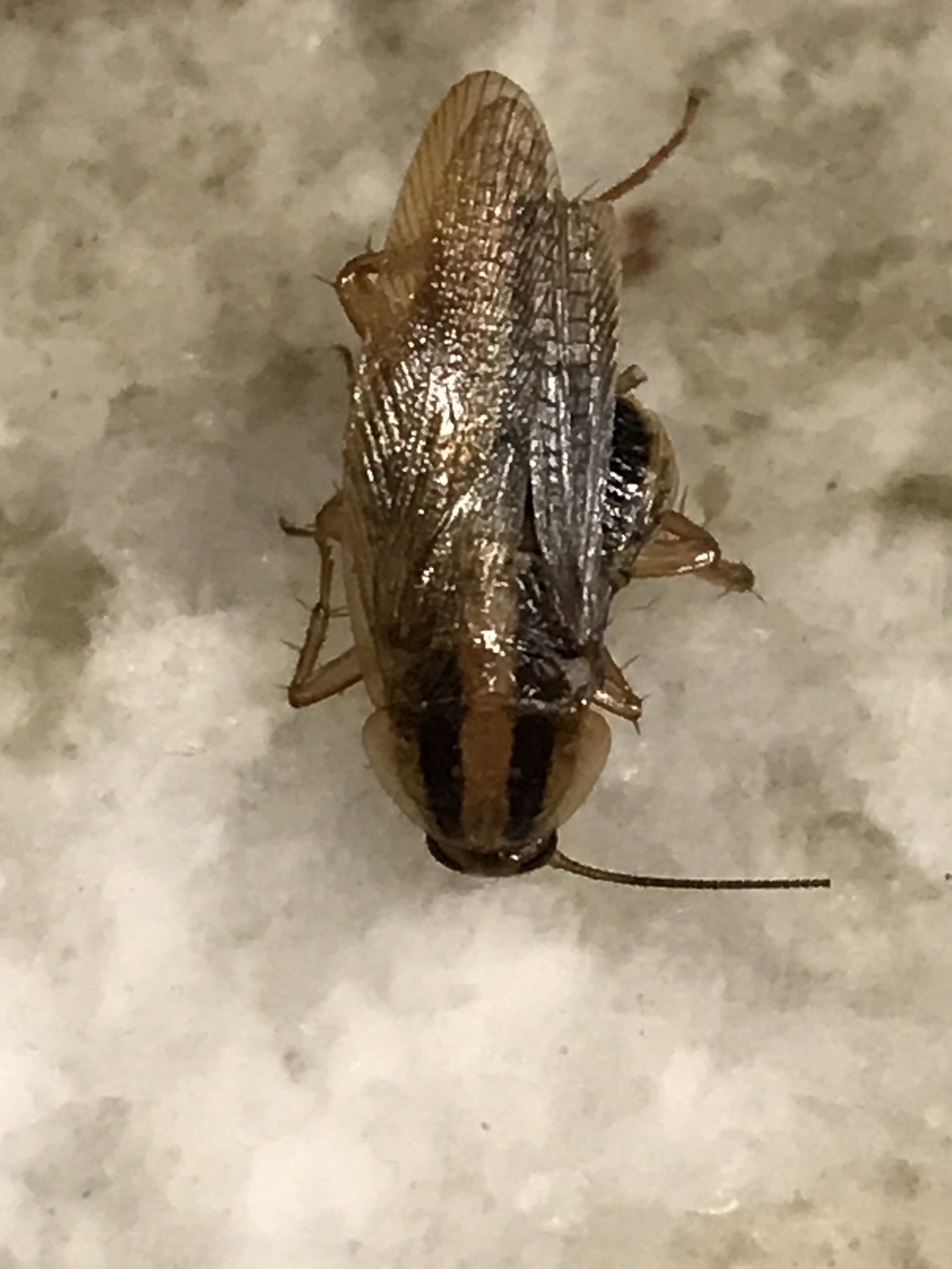 Blattella germanica (Linnaeus, 1767)