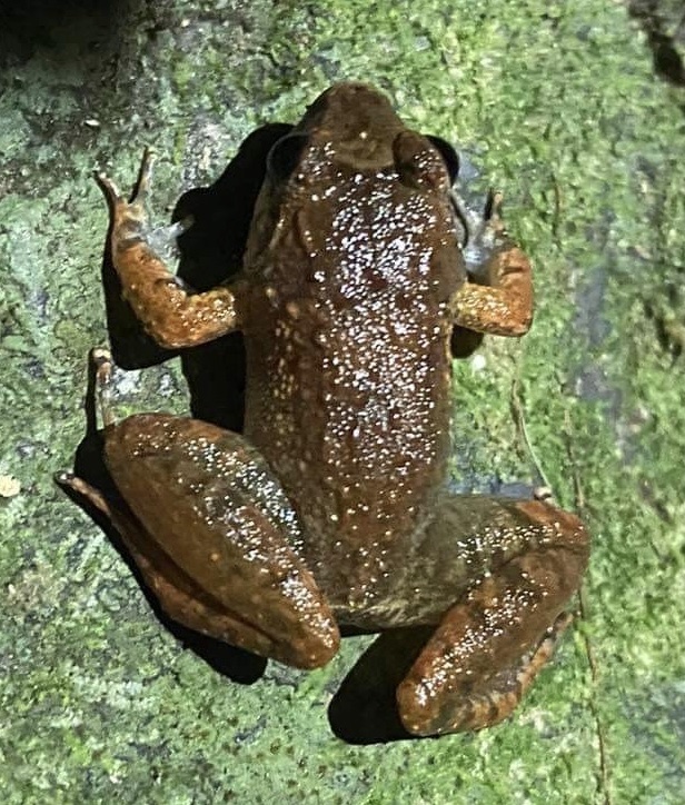 Limnonectes hascheanus (Stoliczka, 1870)