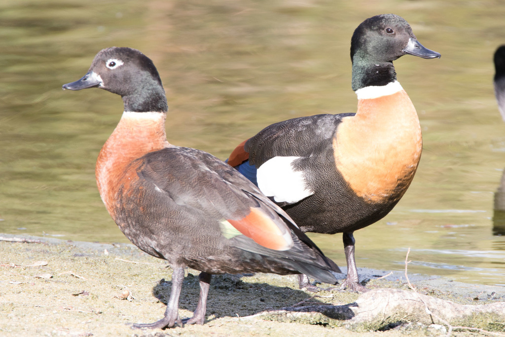 Australian Shelduck (Birds of the British Indian Ocean Territory ...
