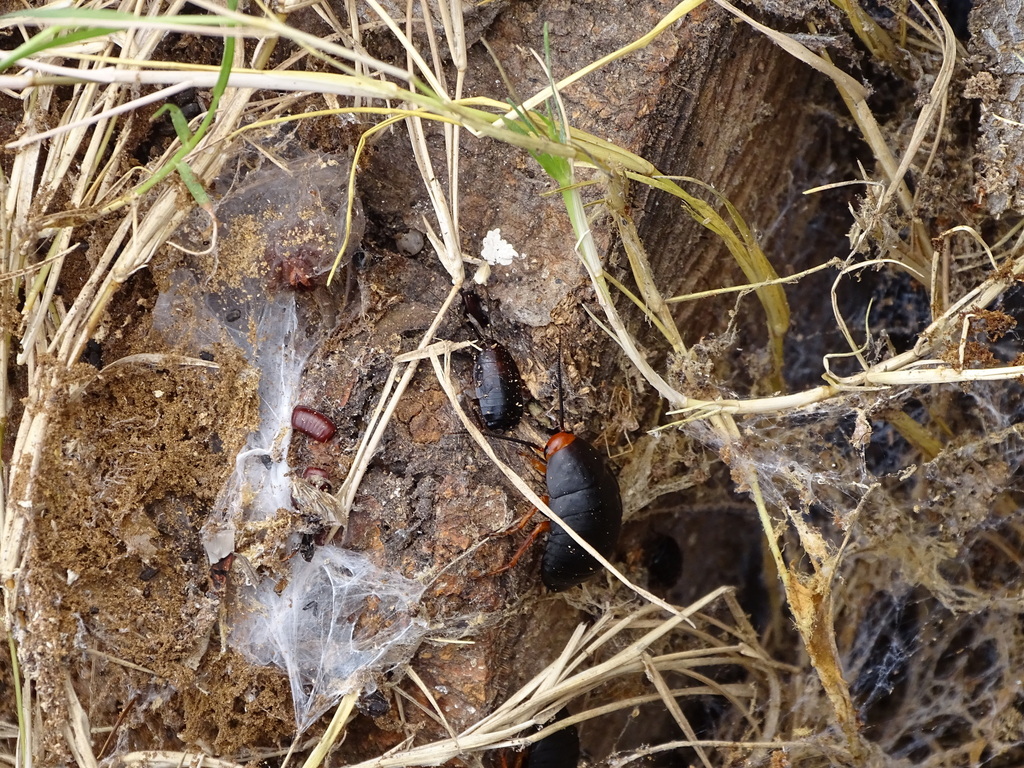 Red-headed Cockroach from Kareedouw, 6400, South Africa on February 20 ...