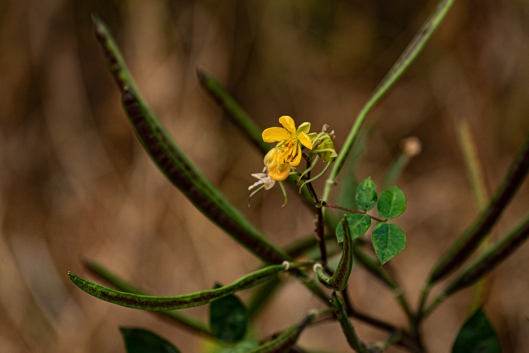 Senna occidentalis (L.) Link