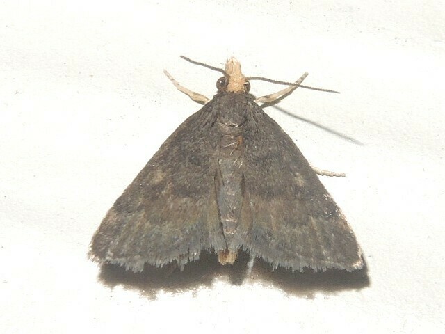 Merrick's Crambid Moth from Jamaica Bay Wildlife Refuge, Queens, NY ...