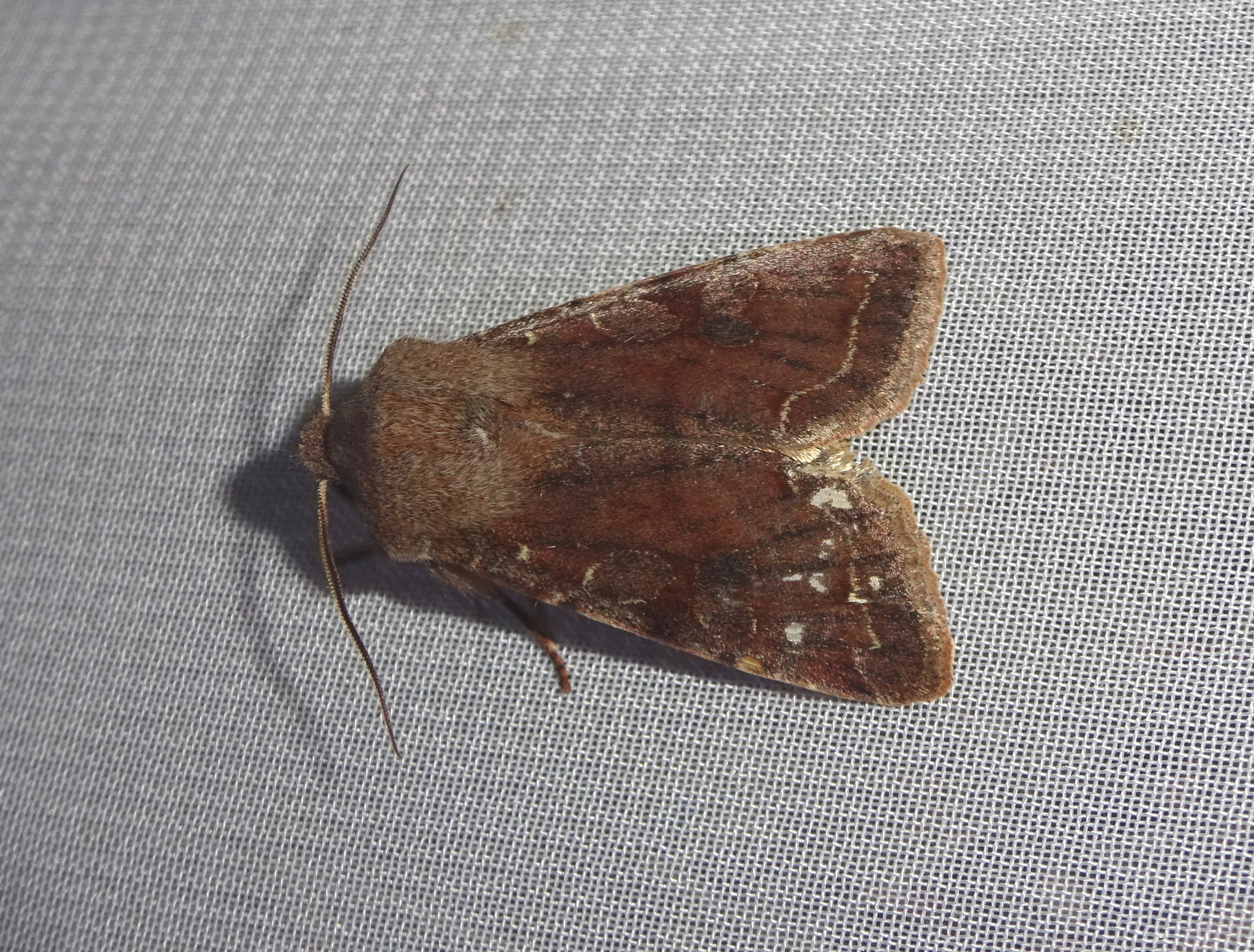 Orthosia incerta Hufnagel, 1766